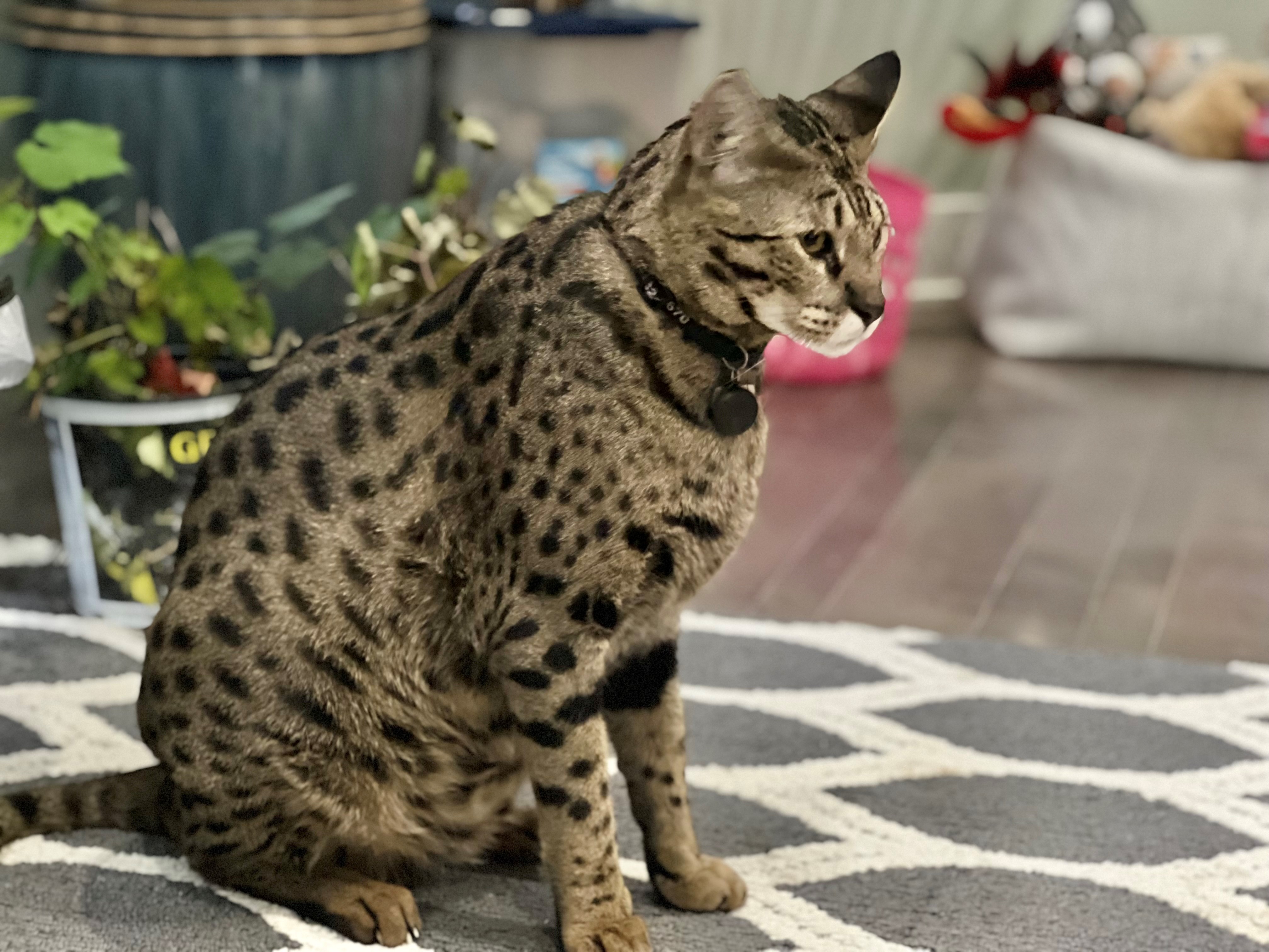 World's Tallest living domesticated cat lives in Michigan - mlive.com