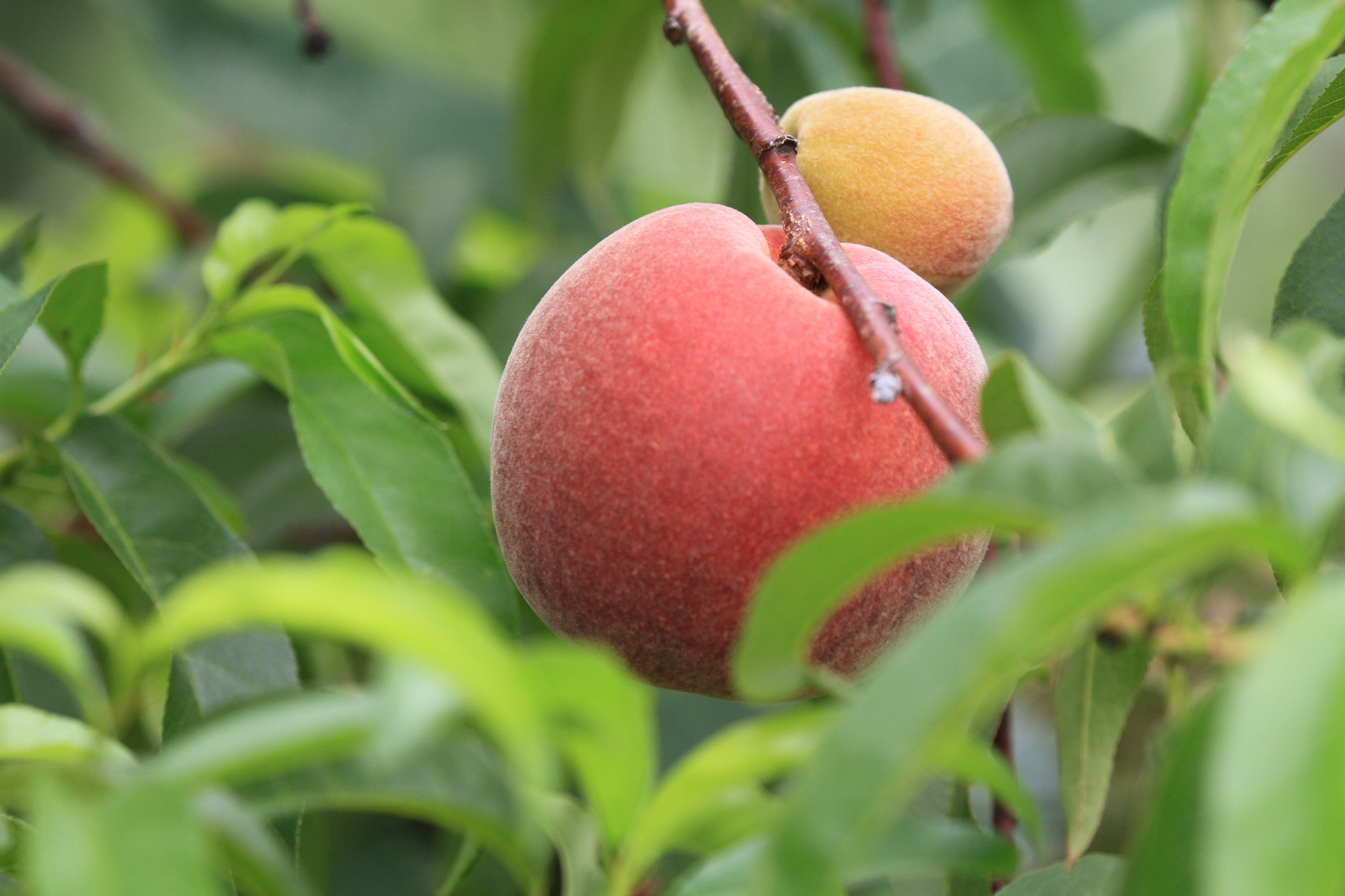 Quarry Hill Orchard in Berlin Heights - cleveland.com
