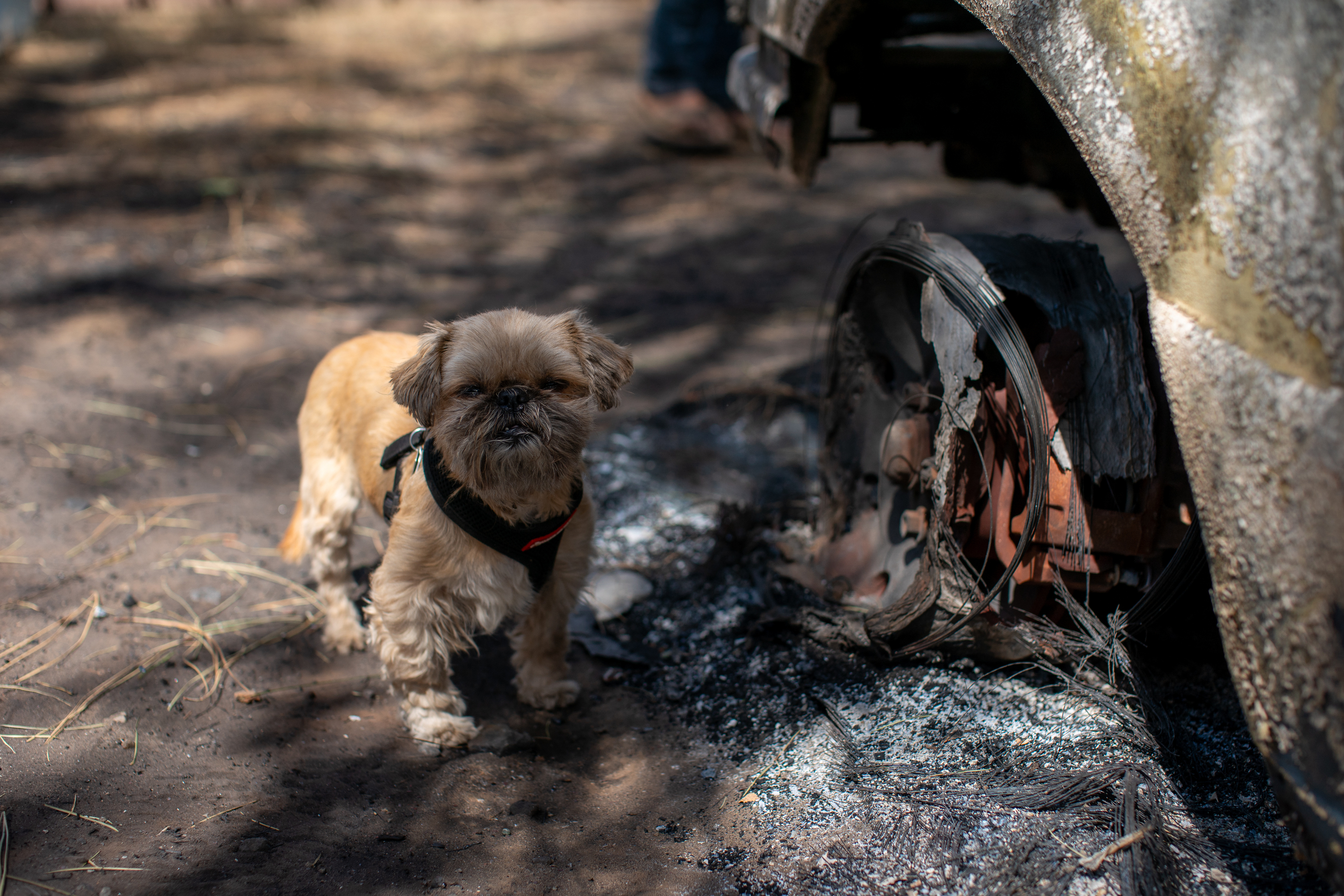 After the flames: Scenes from the Rowena fire - oregonlive.com
