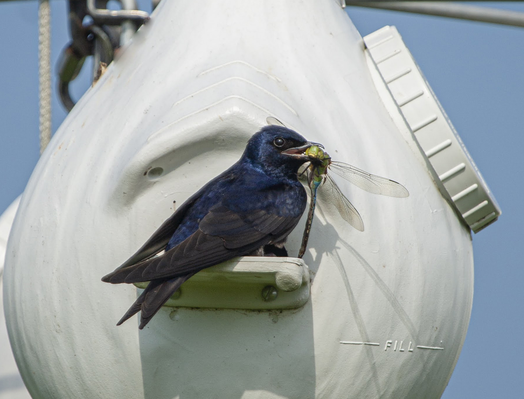 Purple martin colony in Escanaba - mlive.com
