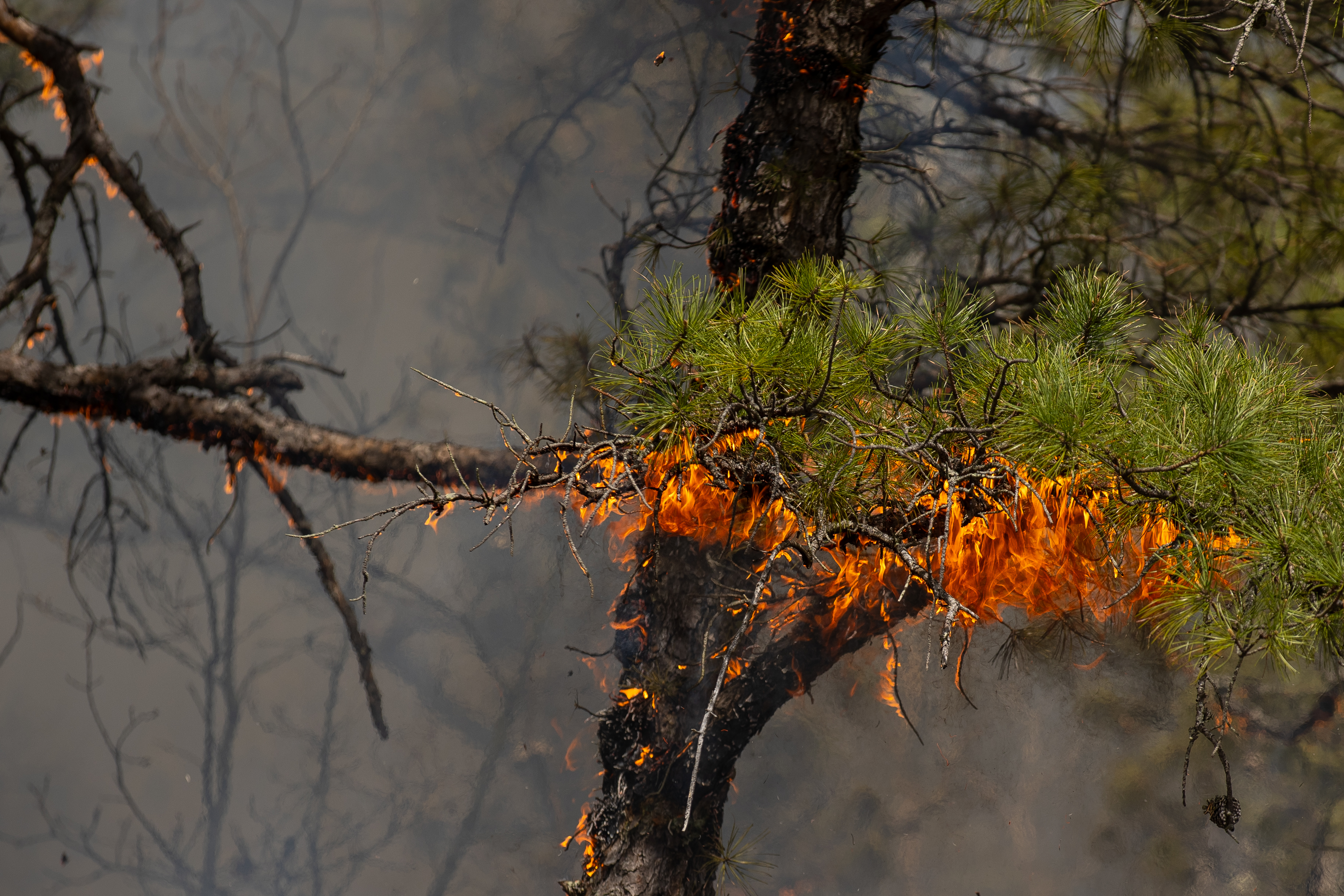 Jones Wildfire - nj.com