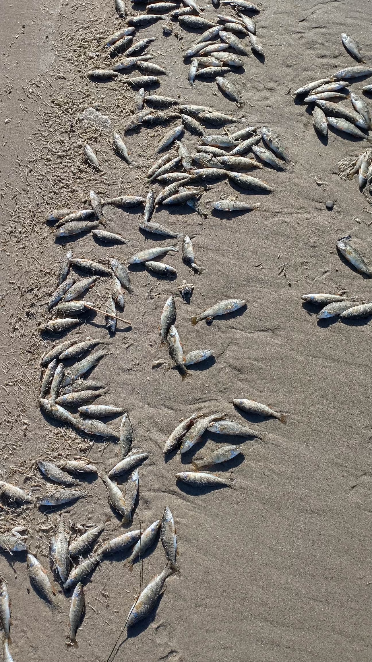 Dead fish on Lincoln City beach - oregonlive.com