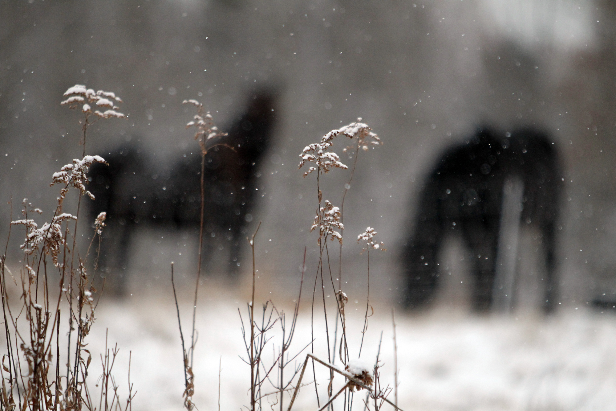Scenic snowfall blankets Northeast Ohio, February 1, 2021 - cleveland.com