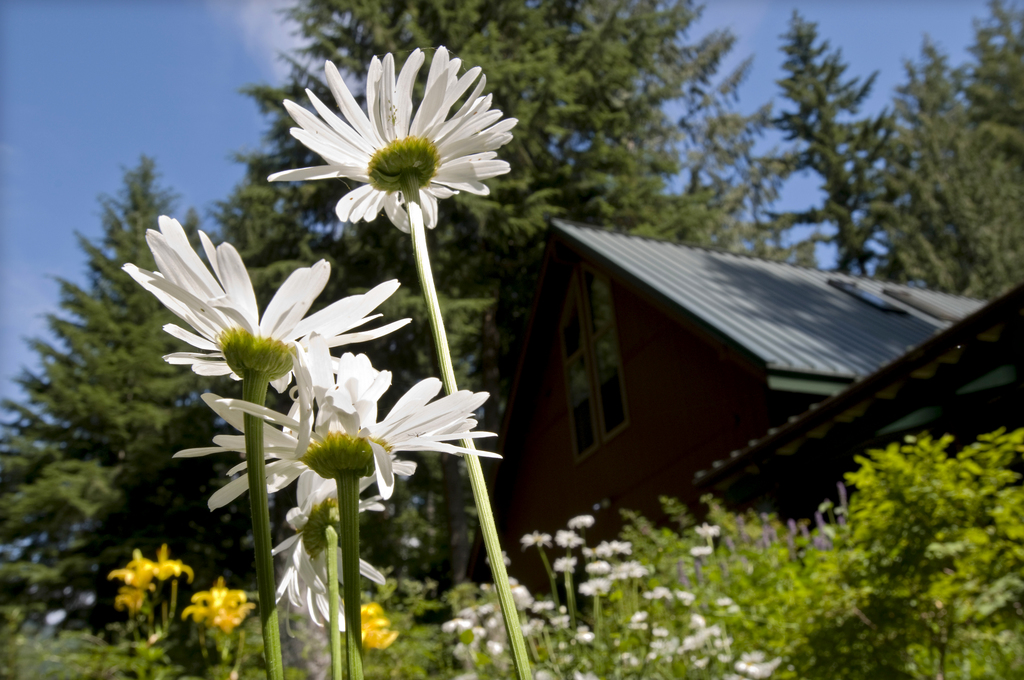 What you need to know about dividing plants and replanting