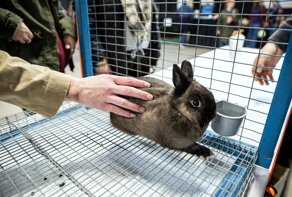 Pa. Farm Show 2023 Day 3 - pennlive.com