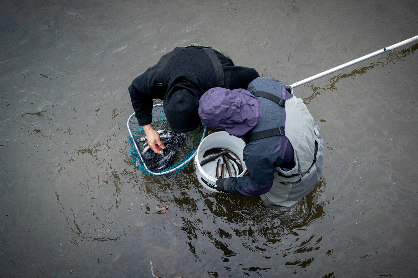 Sandy River smelt run 2025 - oregonlive.com