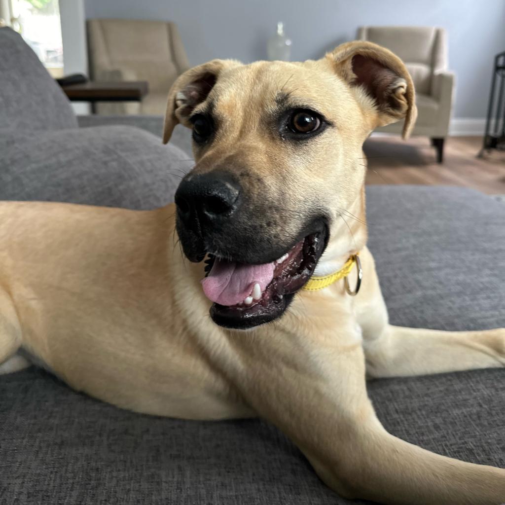Celebrations, warm weather, family, and friends; add an adoptable pet ...