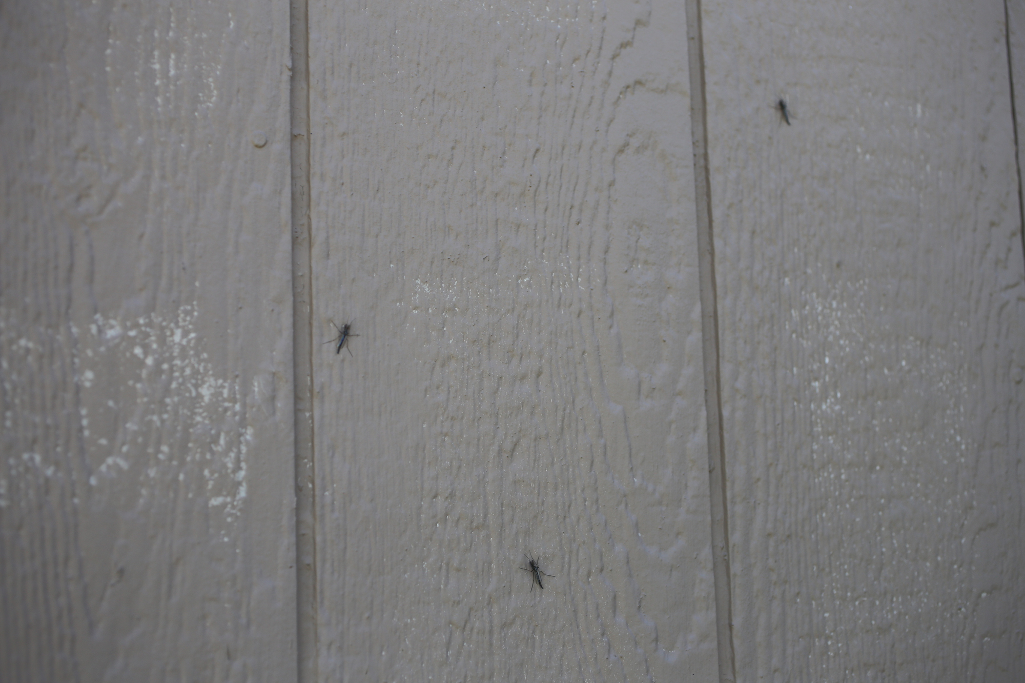 Mayflies make their annual return to cities and towns along Lake Erie ...