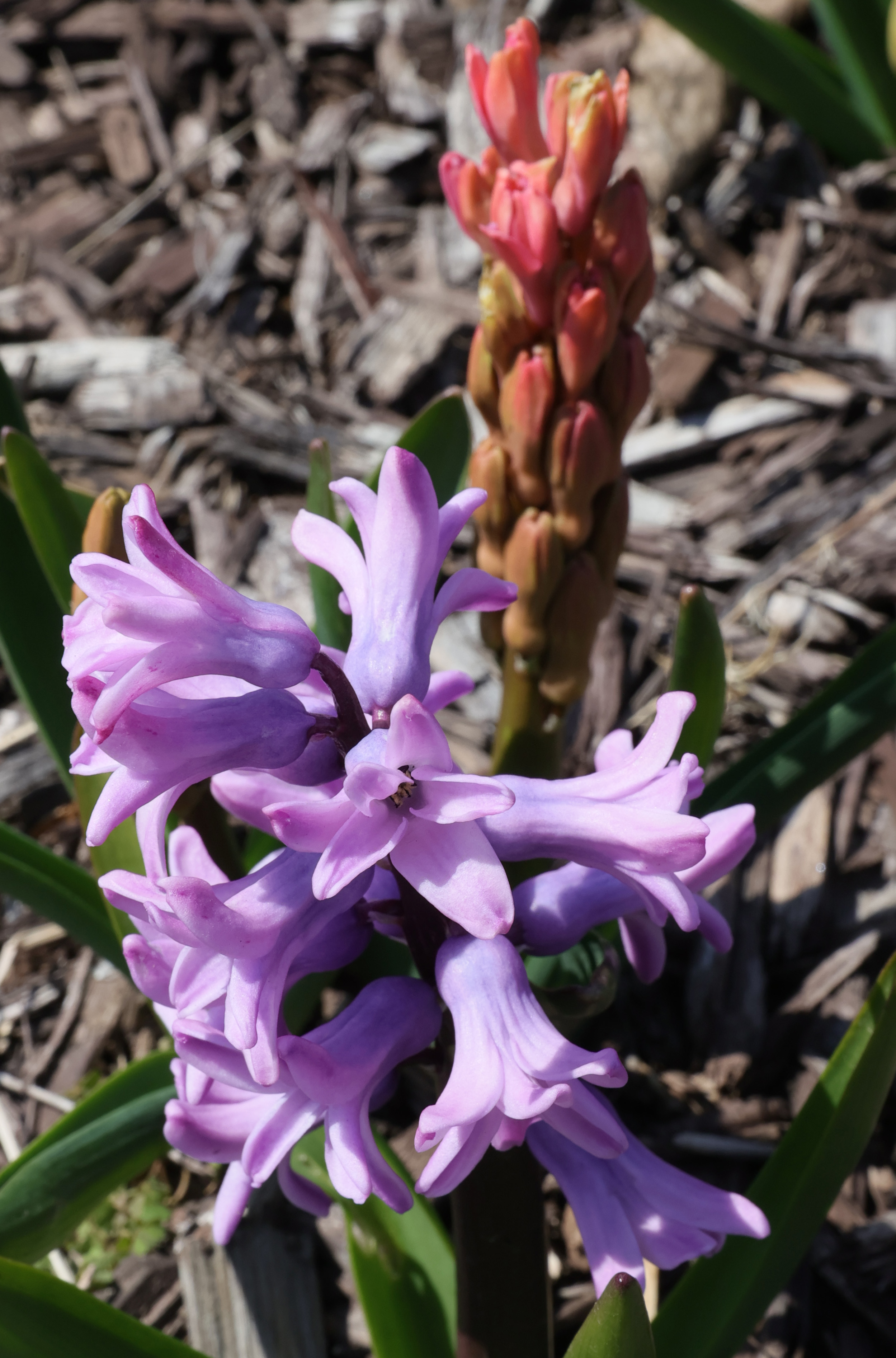 The beauty of Spring 2023 in Northeast Ohio - cleveland.com