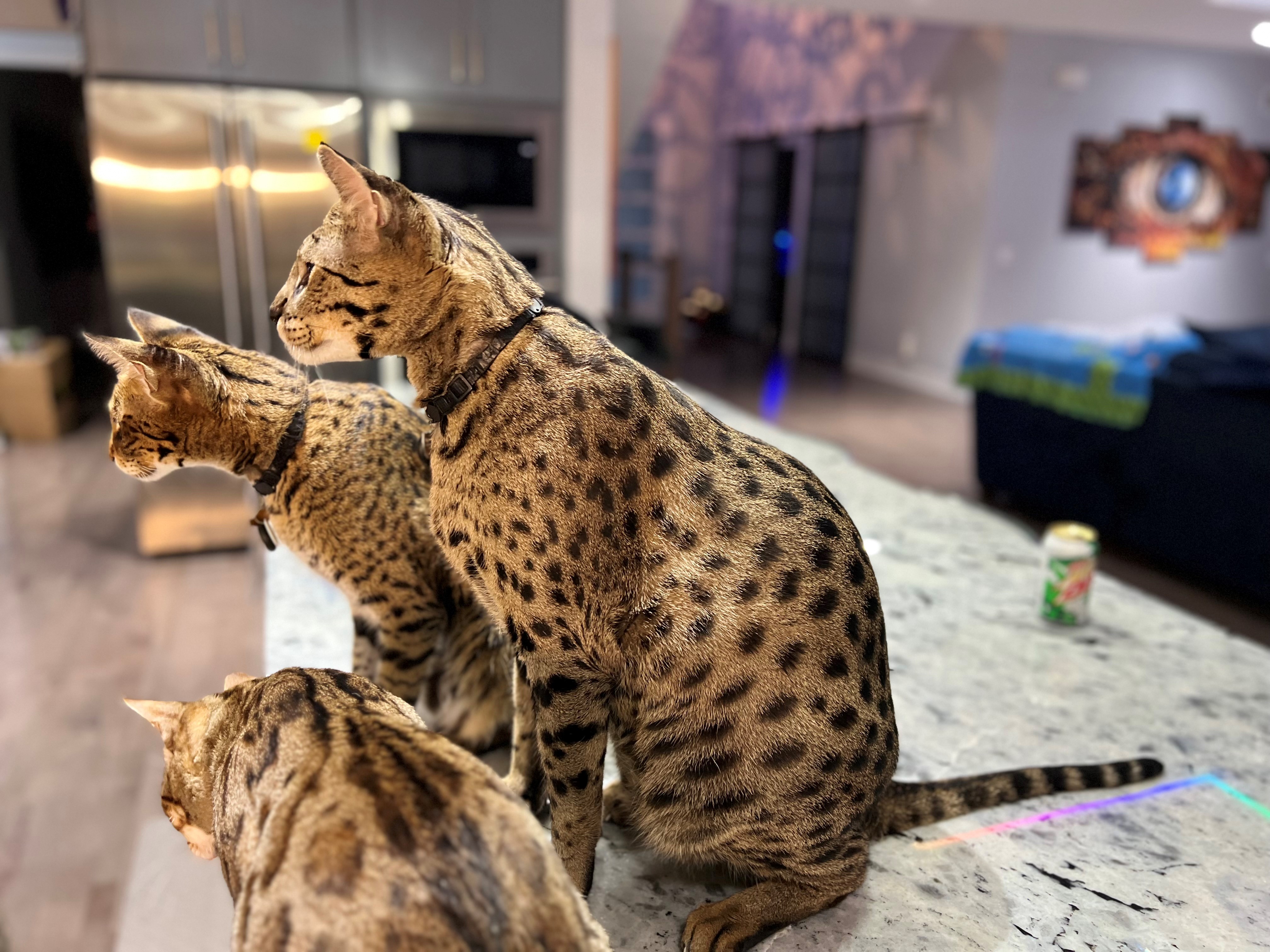World's Tallest living domesticated cat lives in Michigan - mlive.com