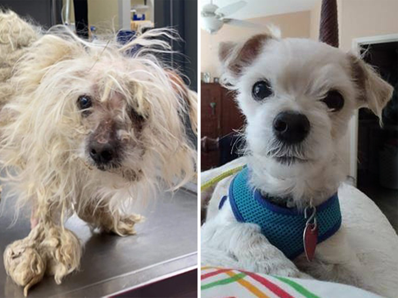 Top 10 Shelter Dog Makeovers of 2020 - pennlive.com