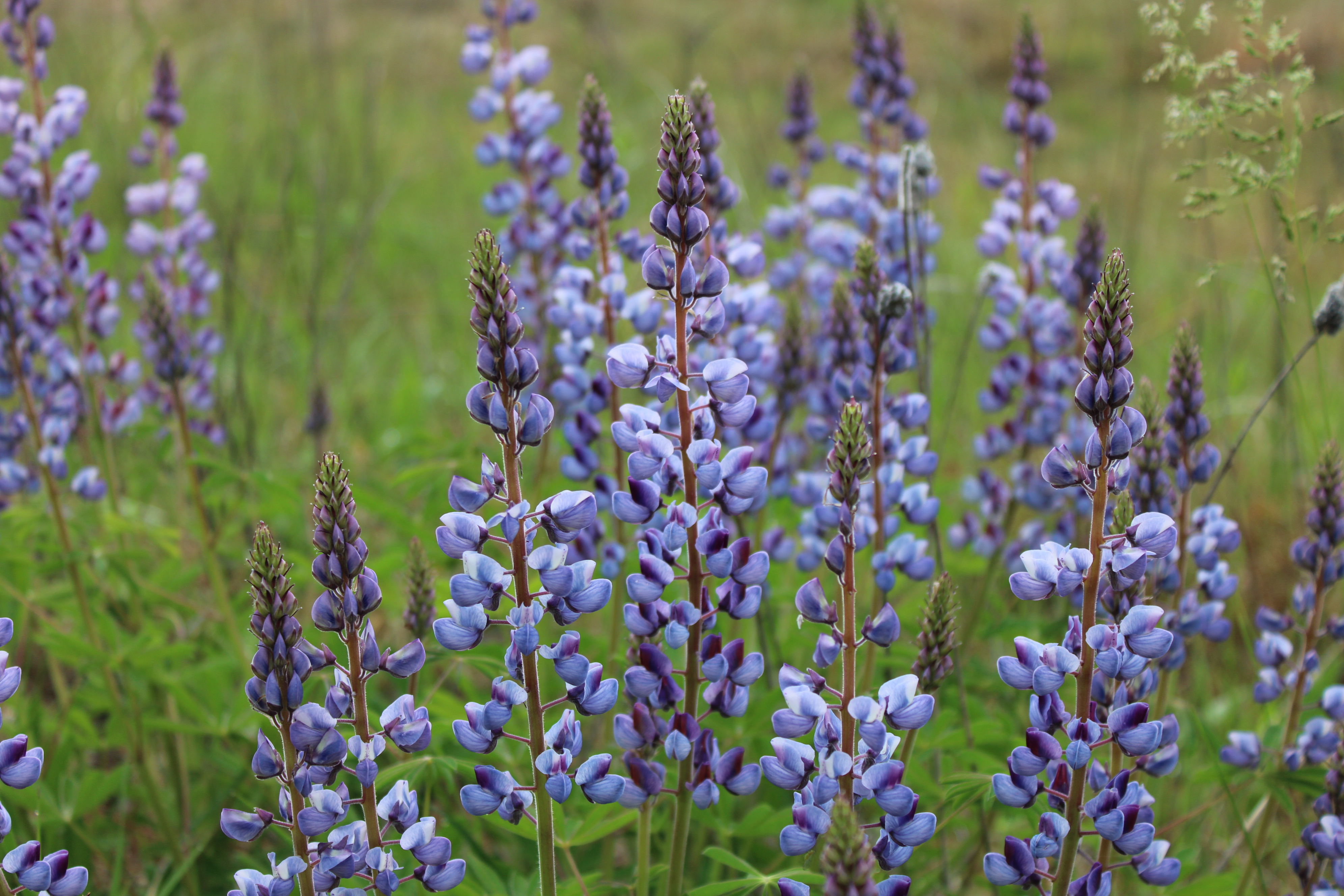Michigan's native sundial lupine wildflower - mlive.com