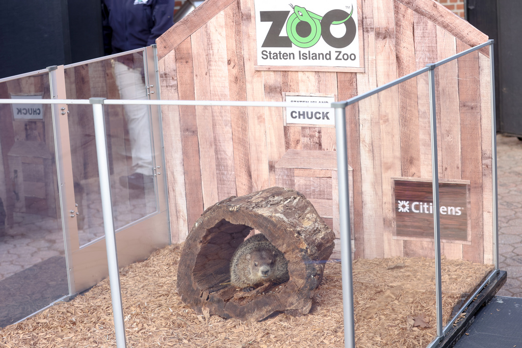 Groundhog Day 2025: Staten Island Chuck makes his prediction - silive.com