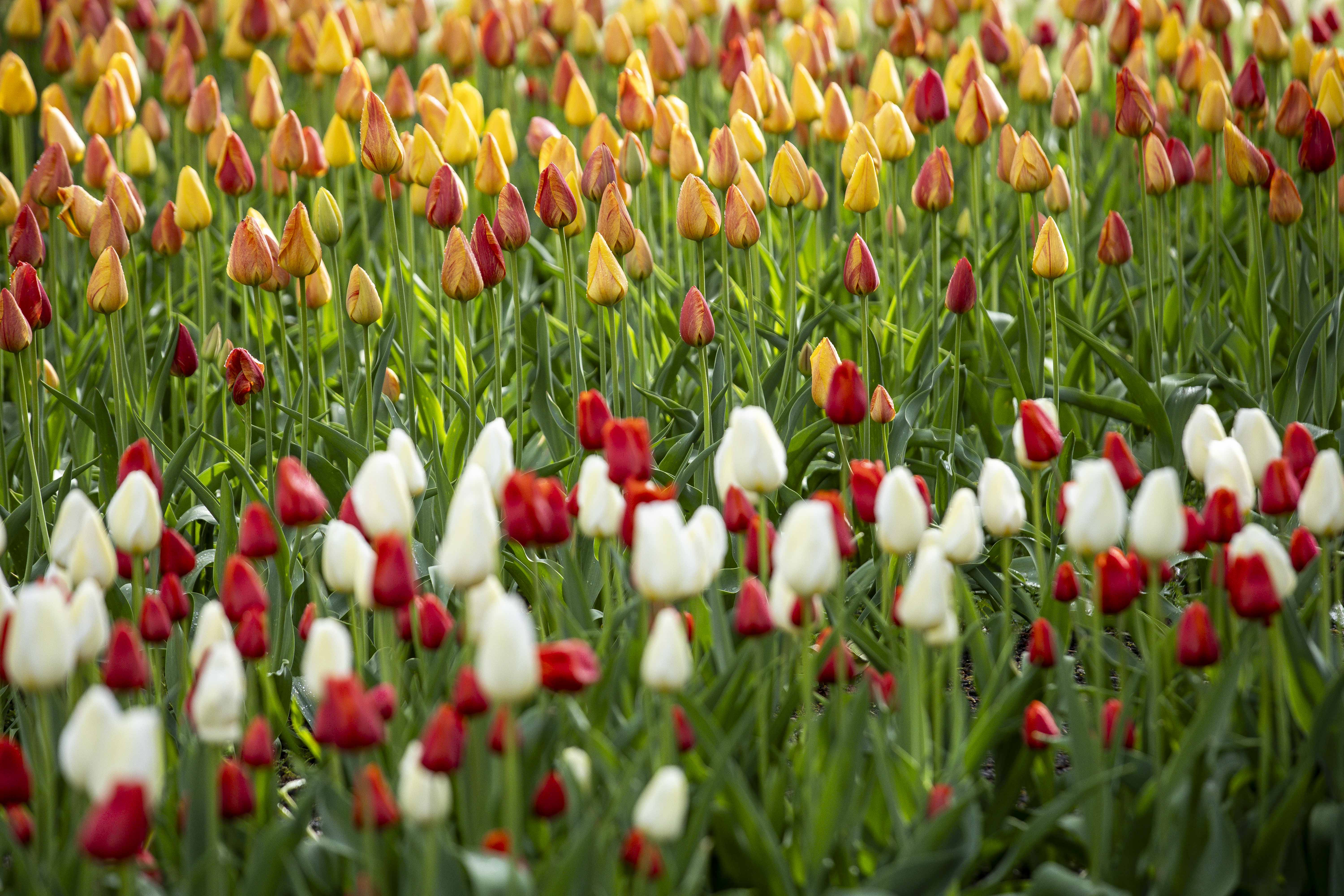 Scenes as the 96th annual Tulip Time Festival begins - mlive.com