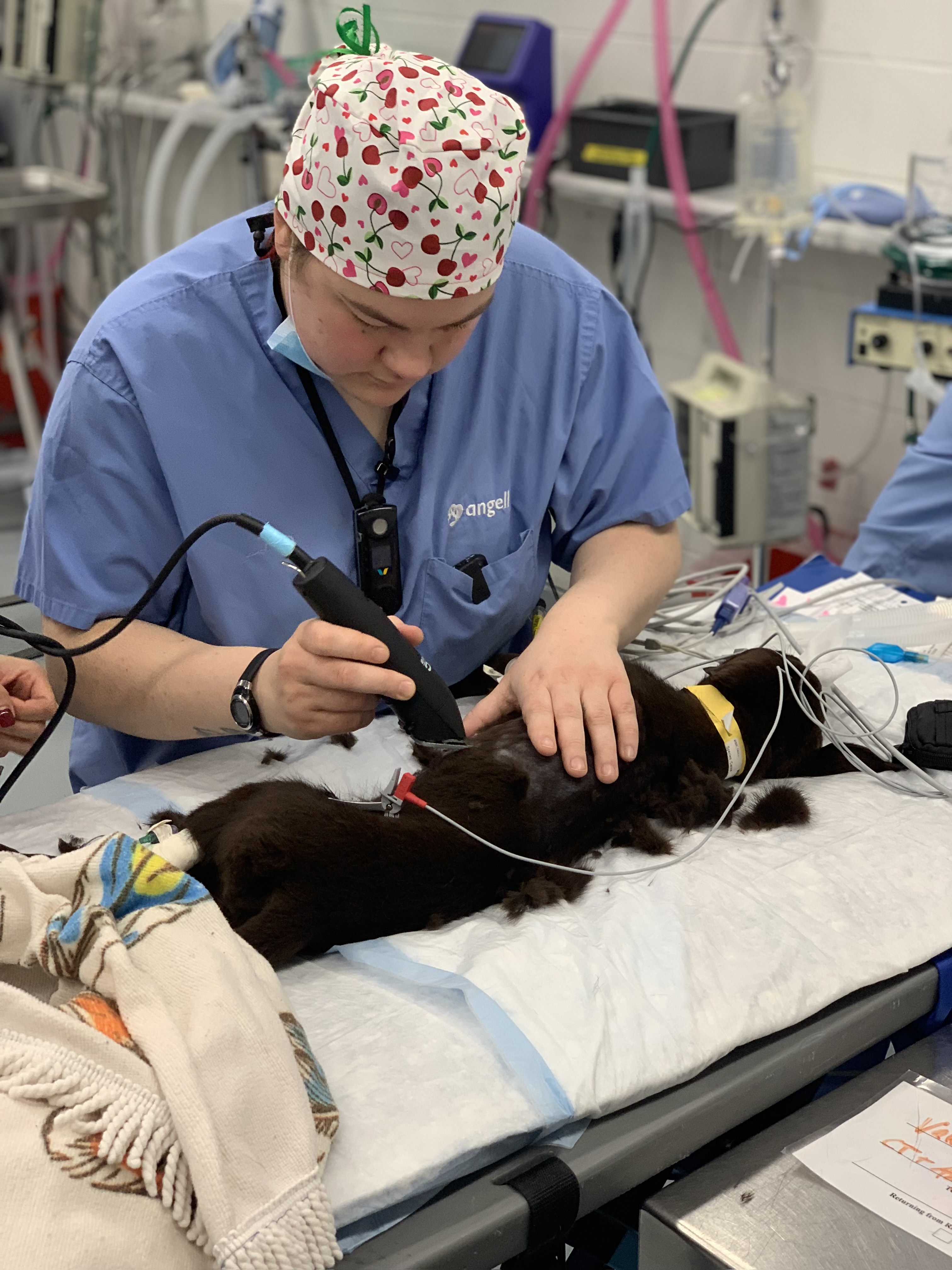 Puppy Valentina, with rare disorder, gets prepped for lifesaving ...