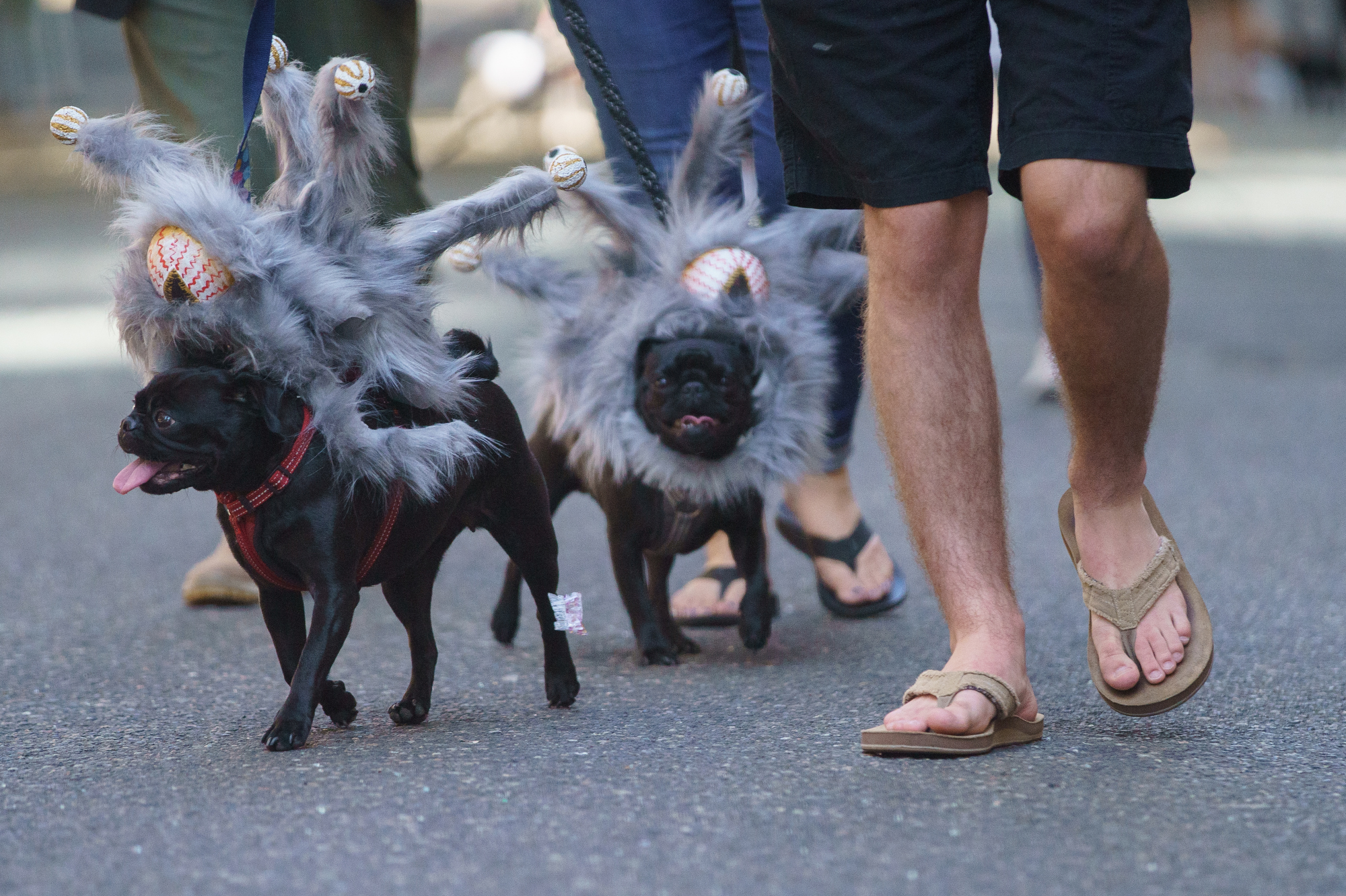 Portland Pug Crawl 2022 - oregonlive.com