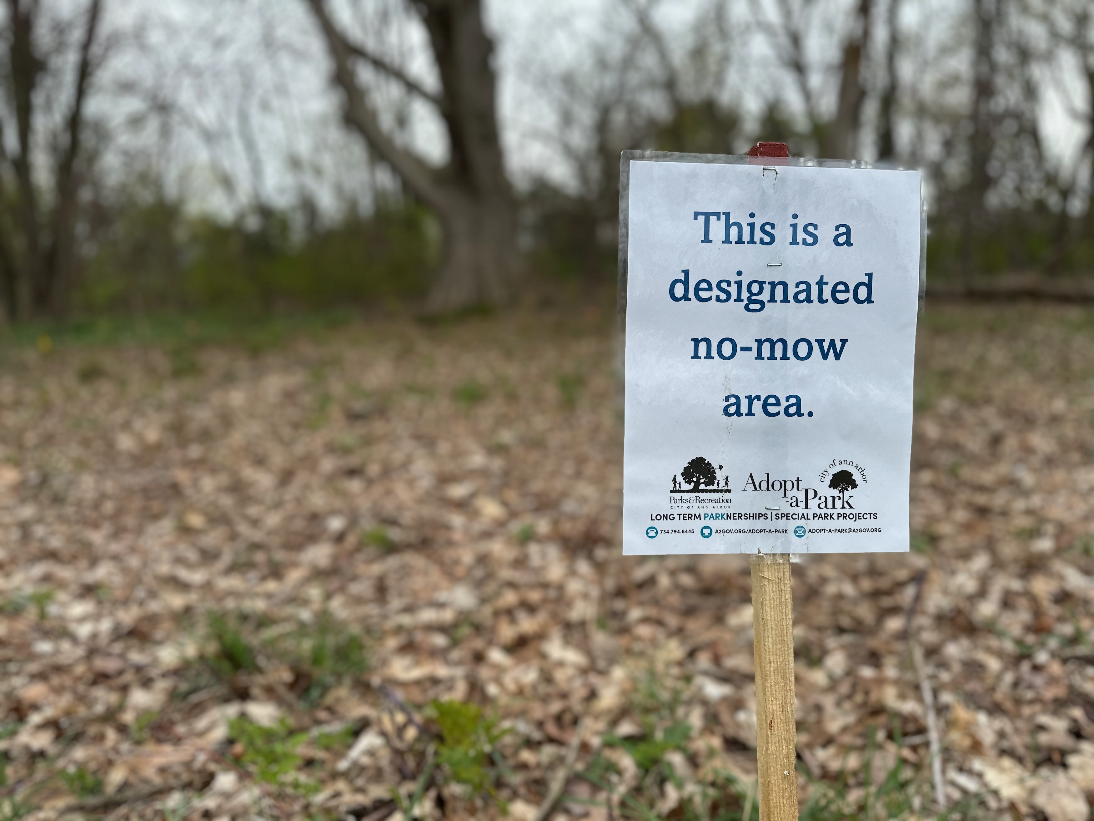 Ann Arbor residents find pollinator-friendly alternatives to turf lawns ...
