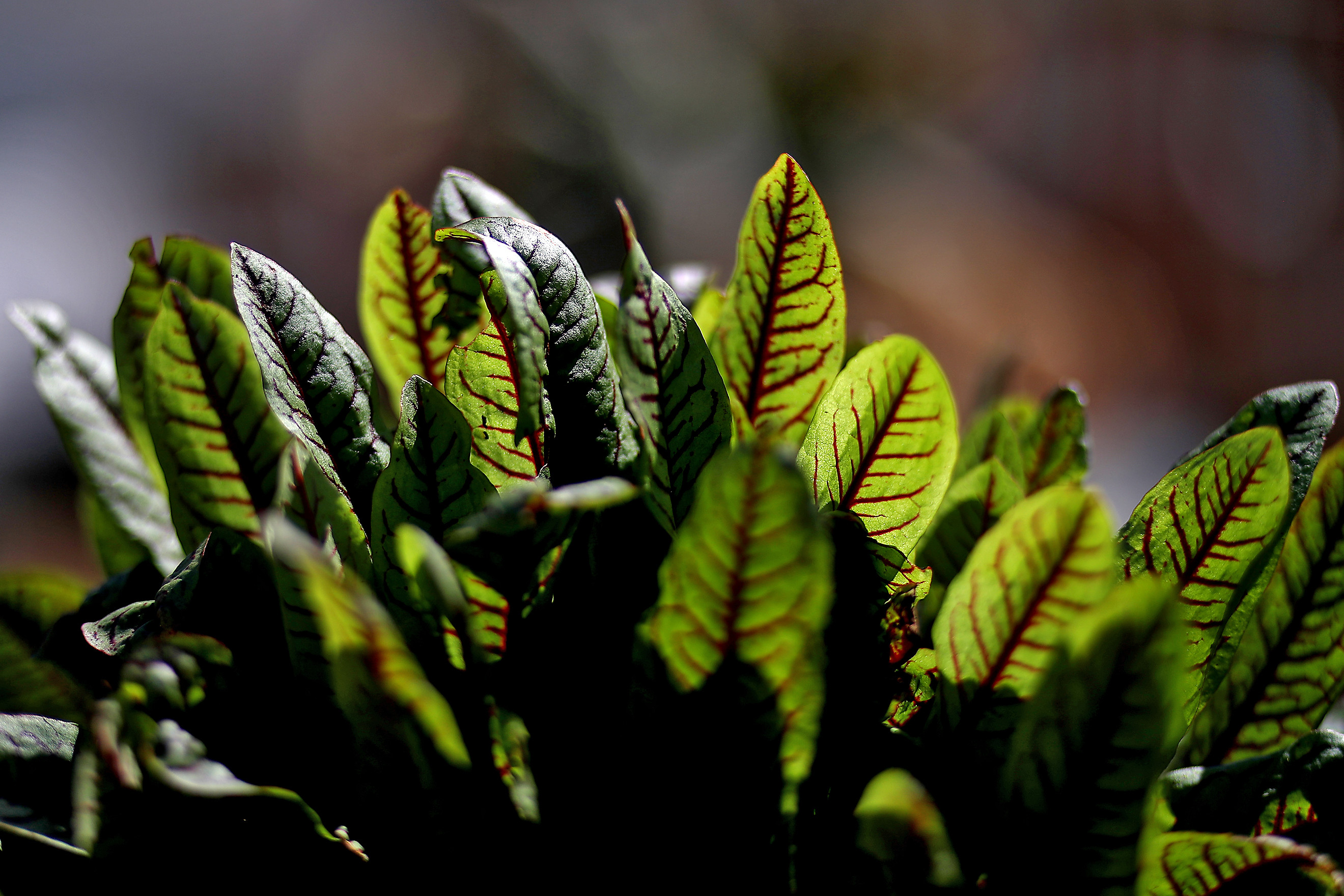 Luke Marion: MIGardener – April 13, 2021 - mlive.com