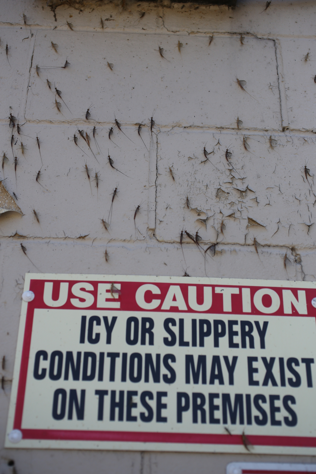 Mayflies make their annual return to cities and towns along Lake Erie ...