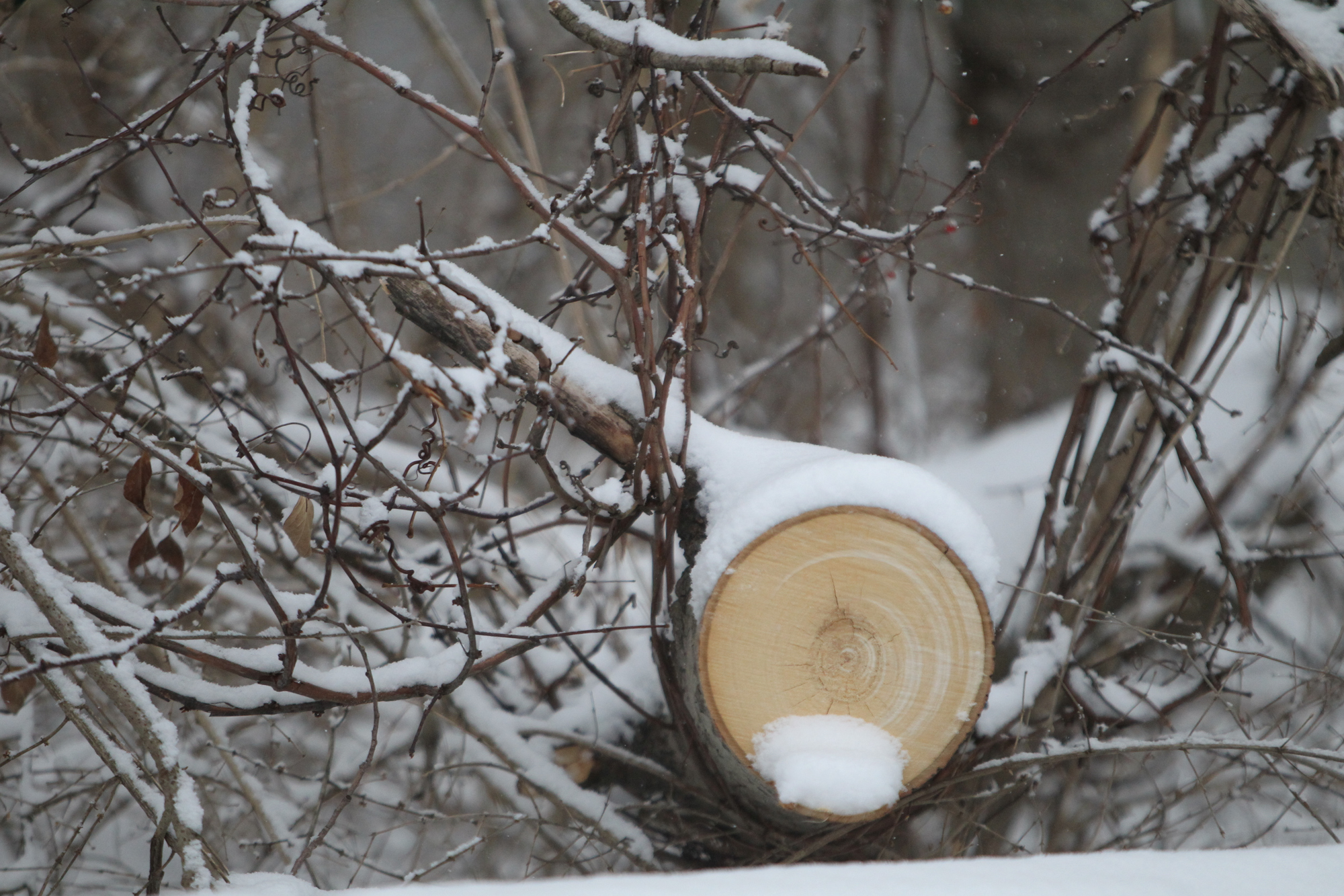 Scenic snowfall blankets Northeast Ohio, February 1, 2021 - cleveland.com