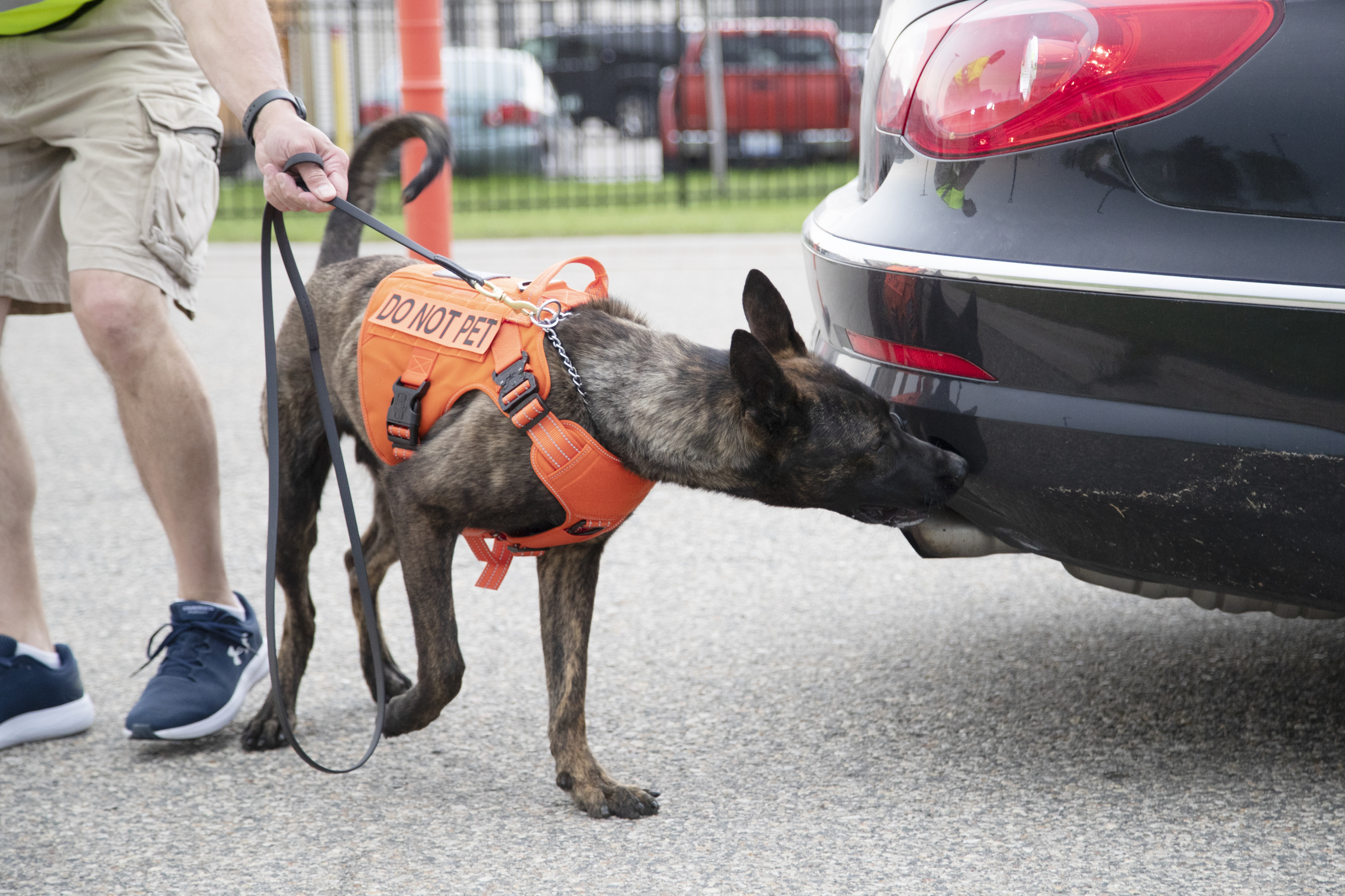 Meet Hans and Greta, the S.S. Badger's new K9s - mlive.com