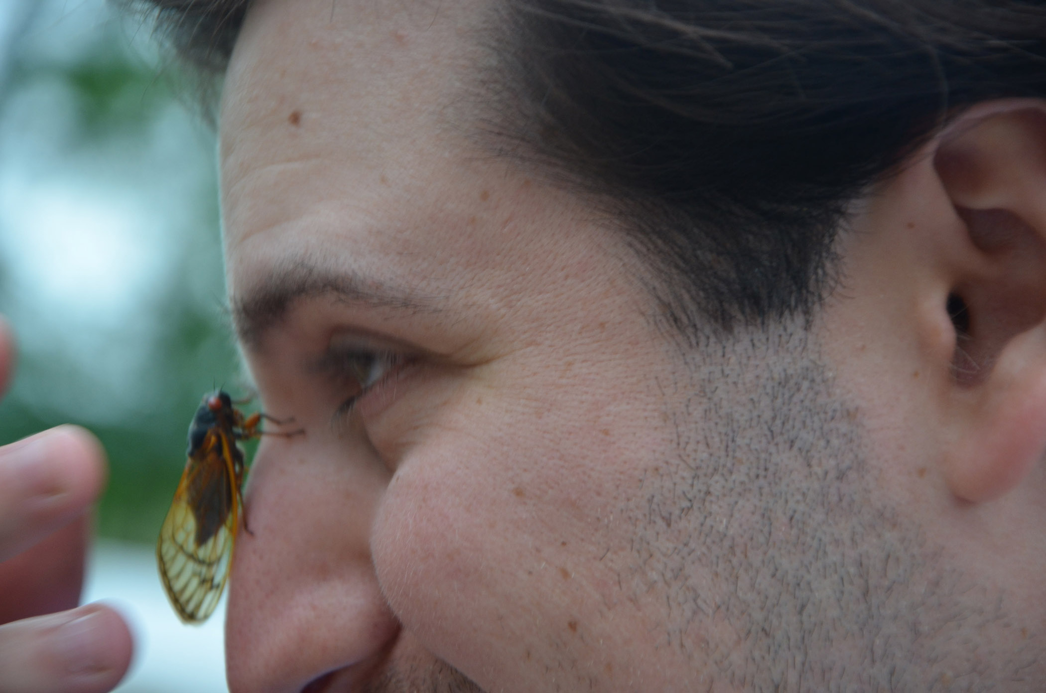 Brood X 17-year cicadas in Pennsylvania - pennlive.com
