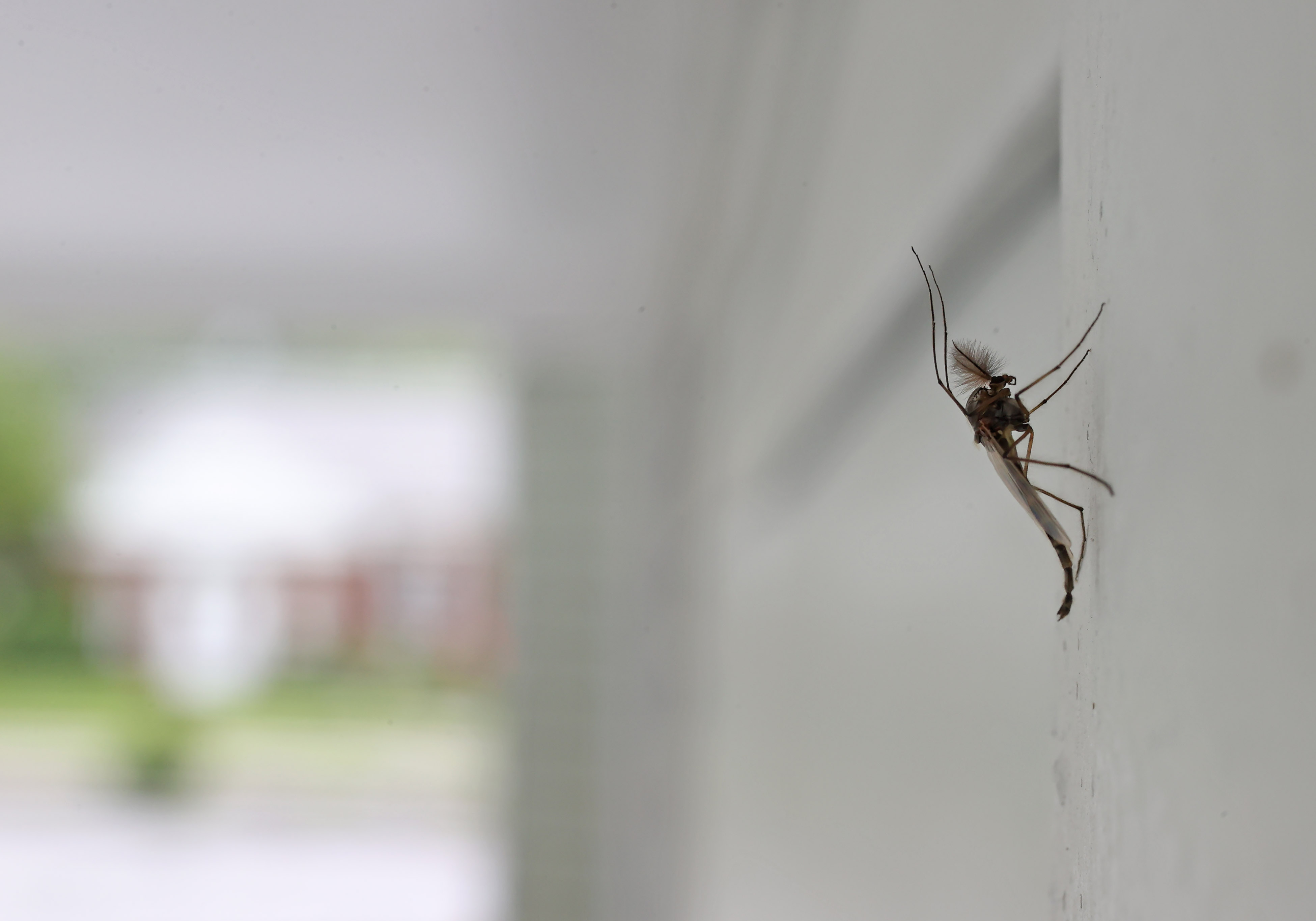 Midges are emerging around Northeast Ohio, May 17, 2024 - cleveland.com