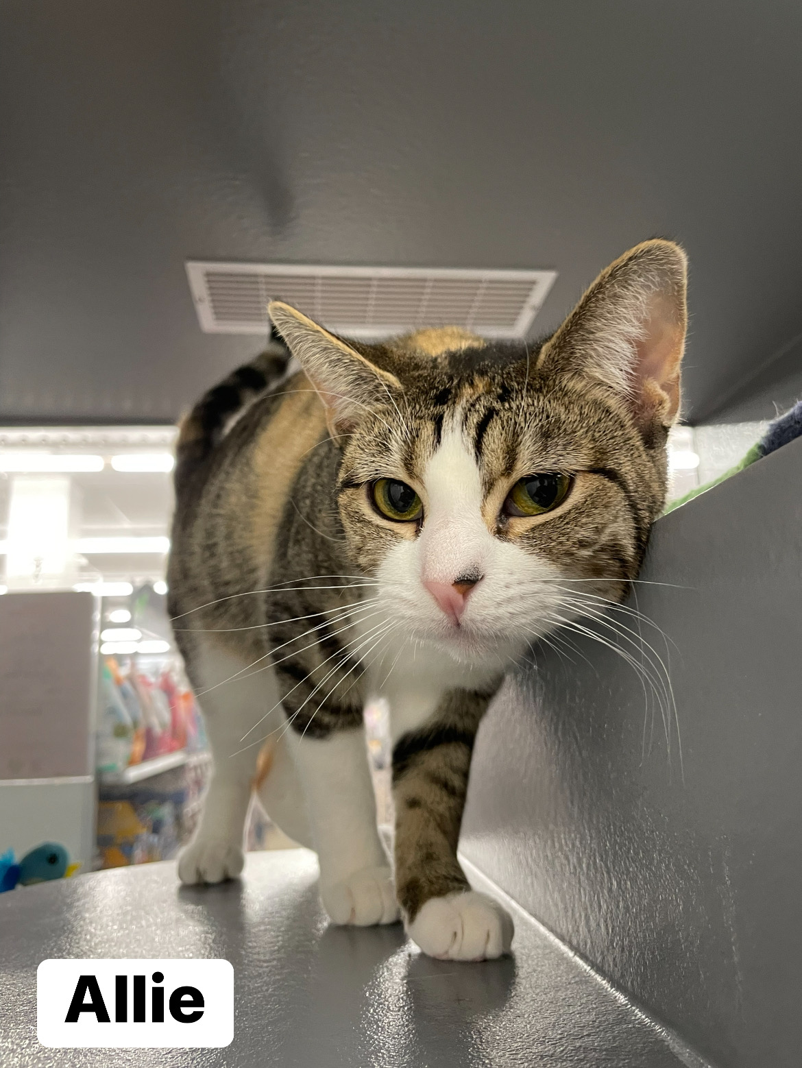 Spend your Labor Day weekend with one of these adoptable pets ...