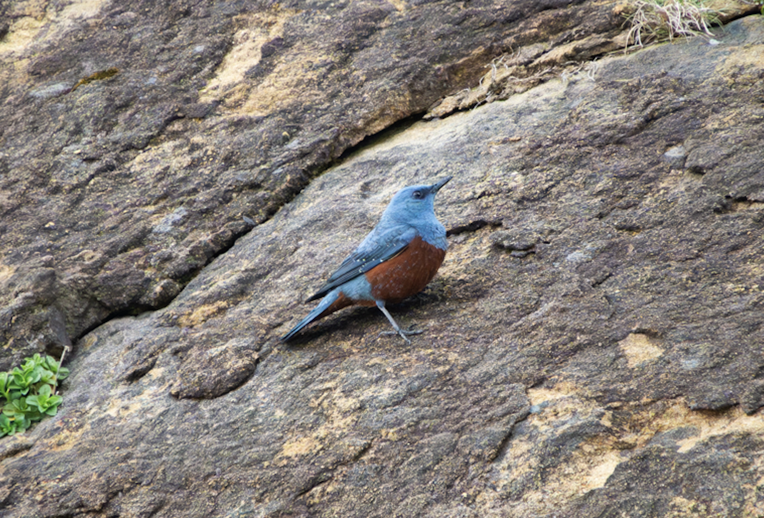 Birds Of Oregon Images