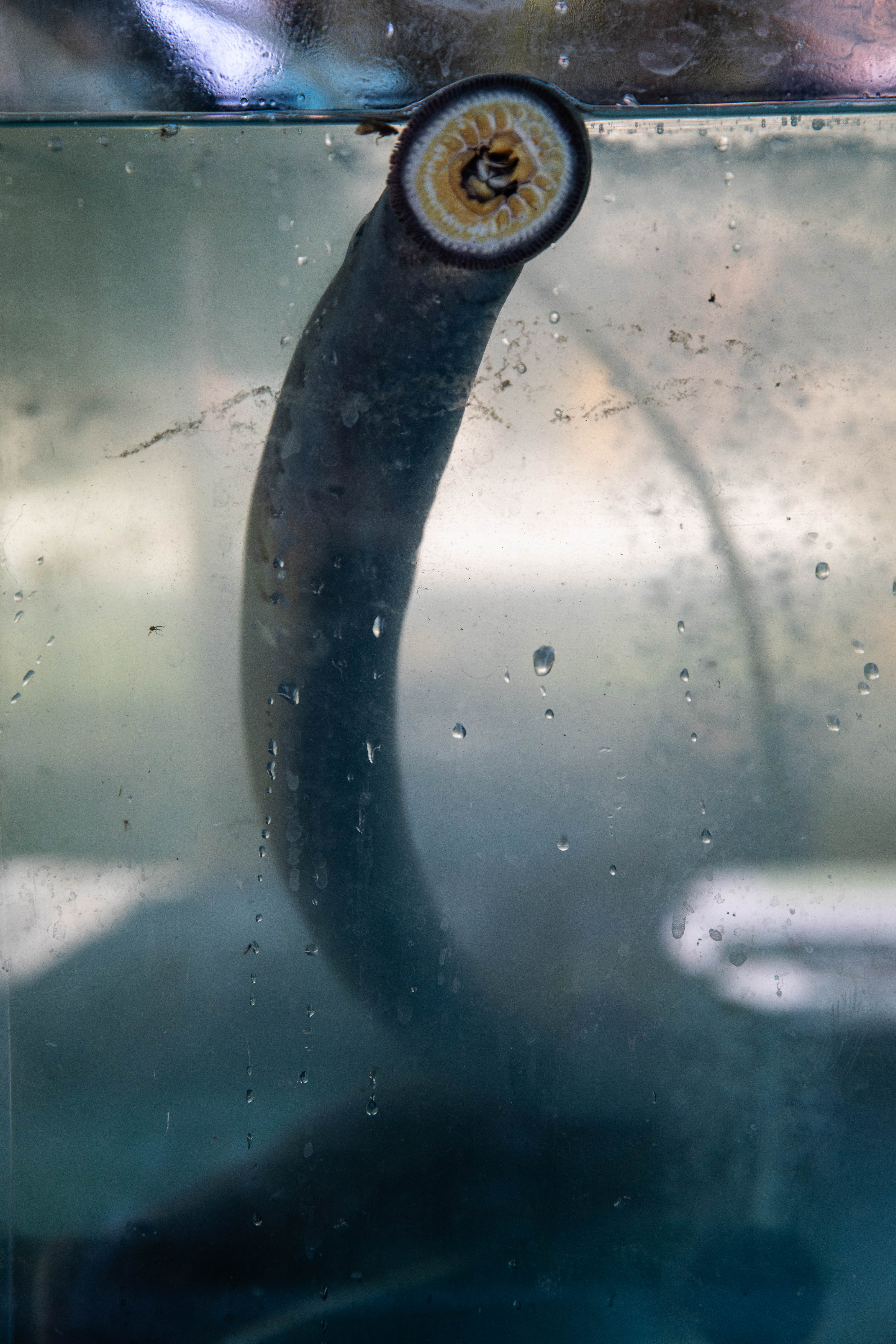 2023 Yakama Nation Willamette Falls Lamprey Celebration - oregonlive.com