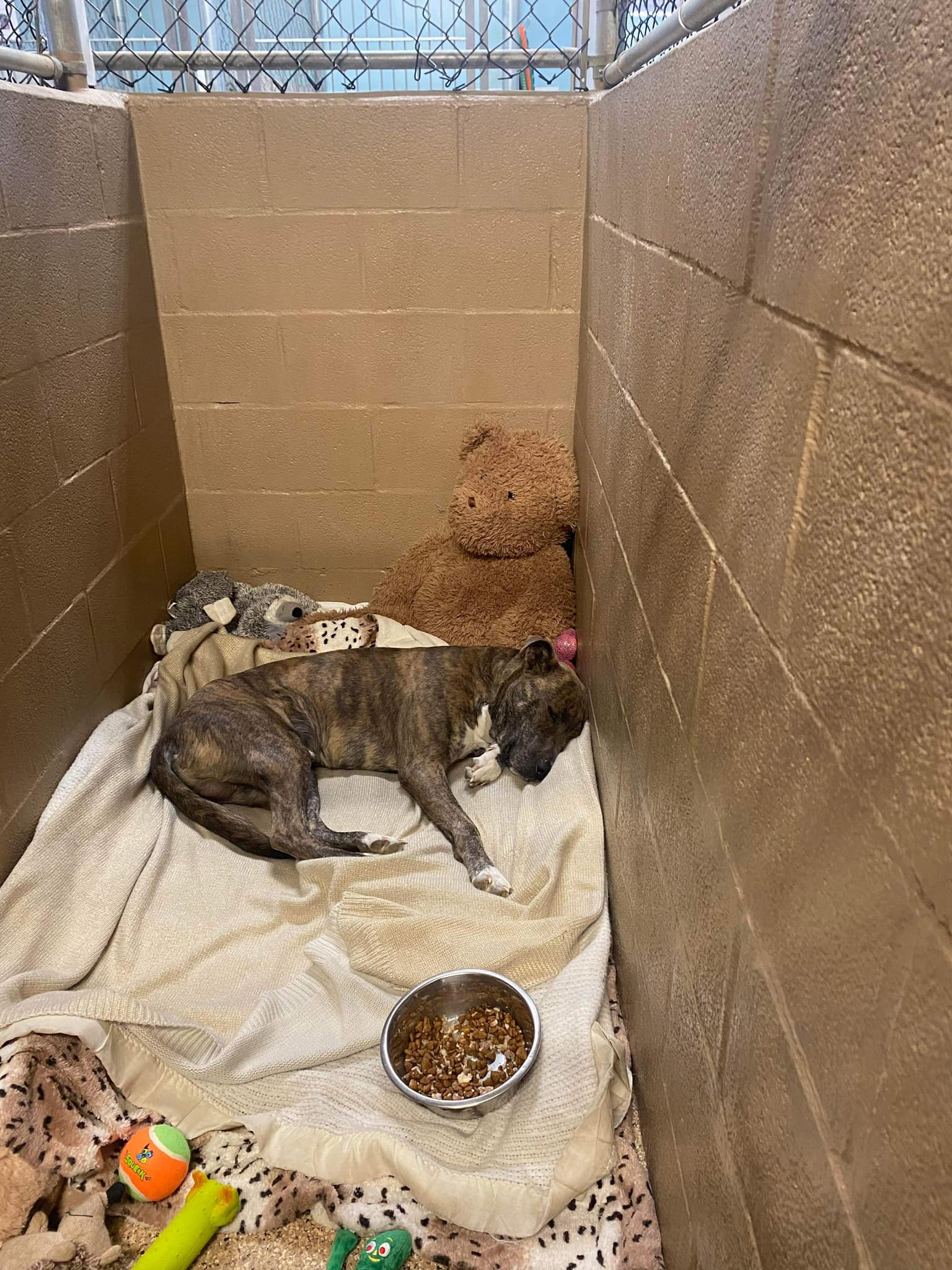 Outbreak at Speranza Animal Rescue - pennlive.com