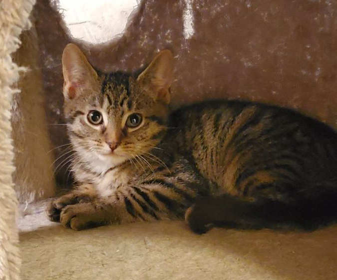 N.J. pets in need: June 13, 2022 - nj.com