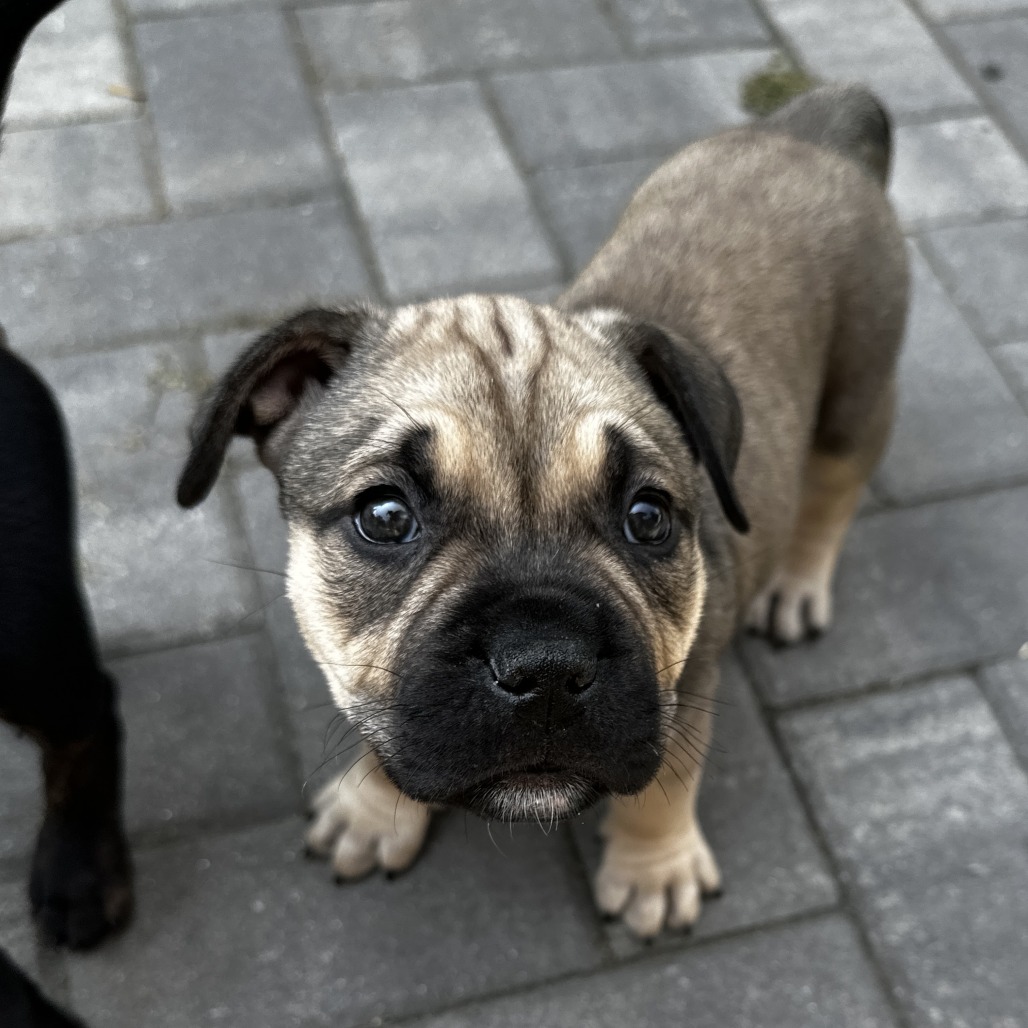 How to prepare your pets for Fourth of July fireworks. These adoptable ...