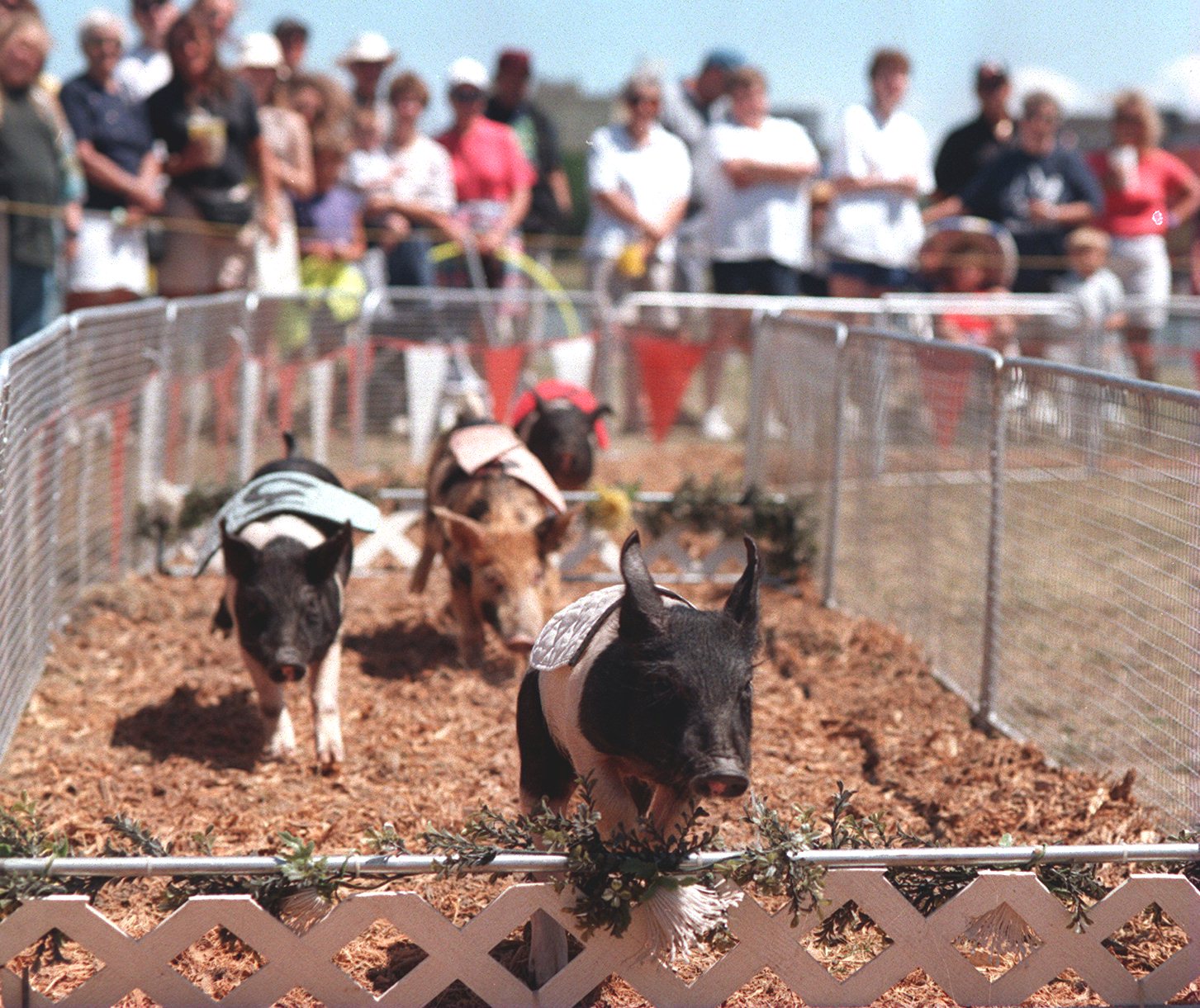 Bay City’s Pig Gig over the years - mlive.com