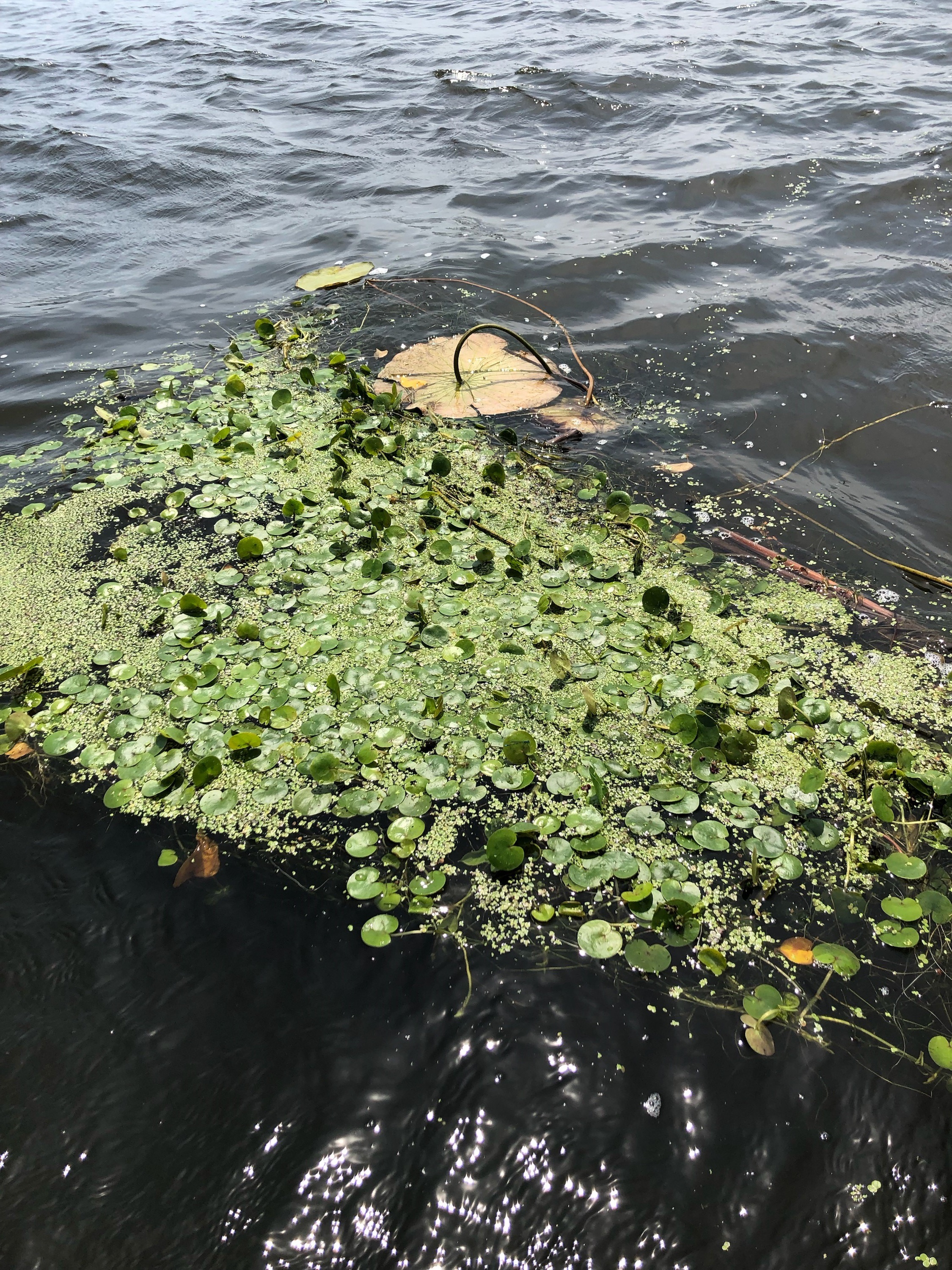 European frogbit in Michigan - mlive.com