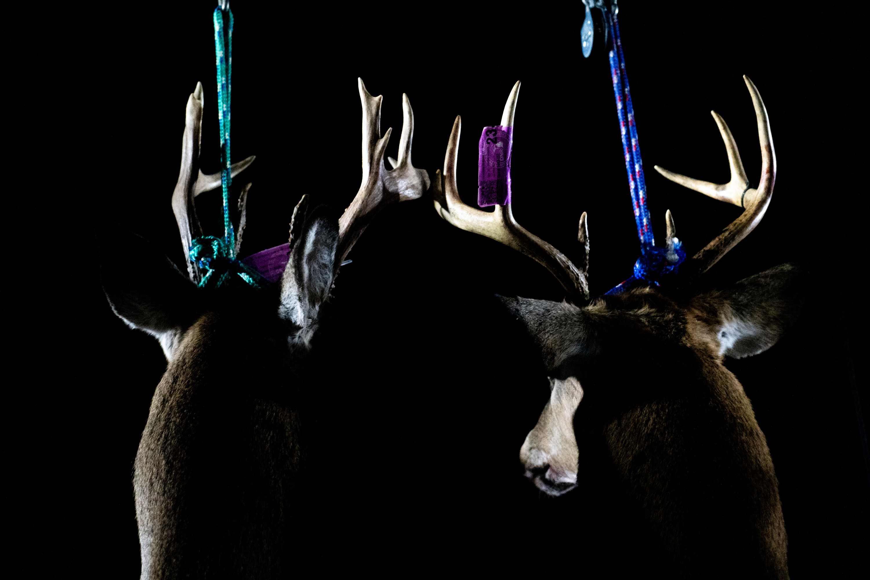 Hunters make their way to the buck poles on opening day - mlive.com