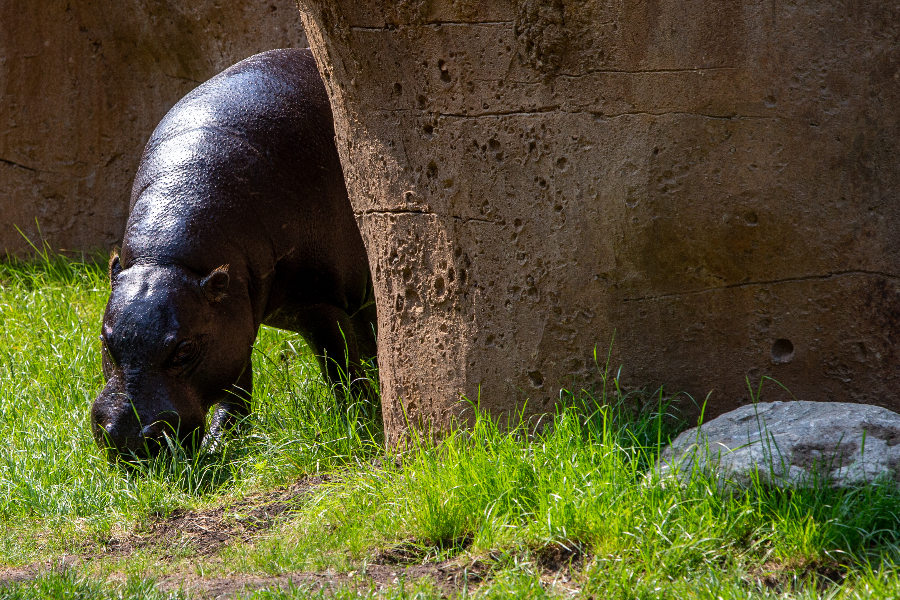 John Ball Zoo’s new pygmy hippo - mlive.com