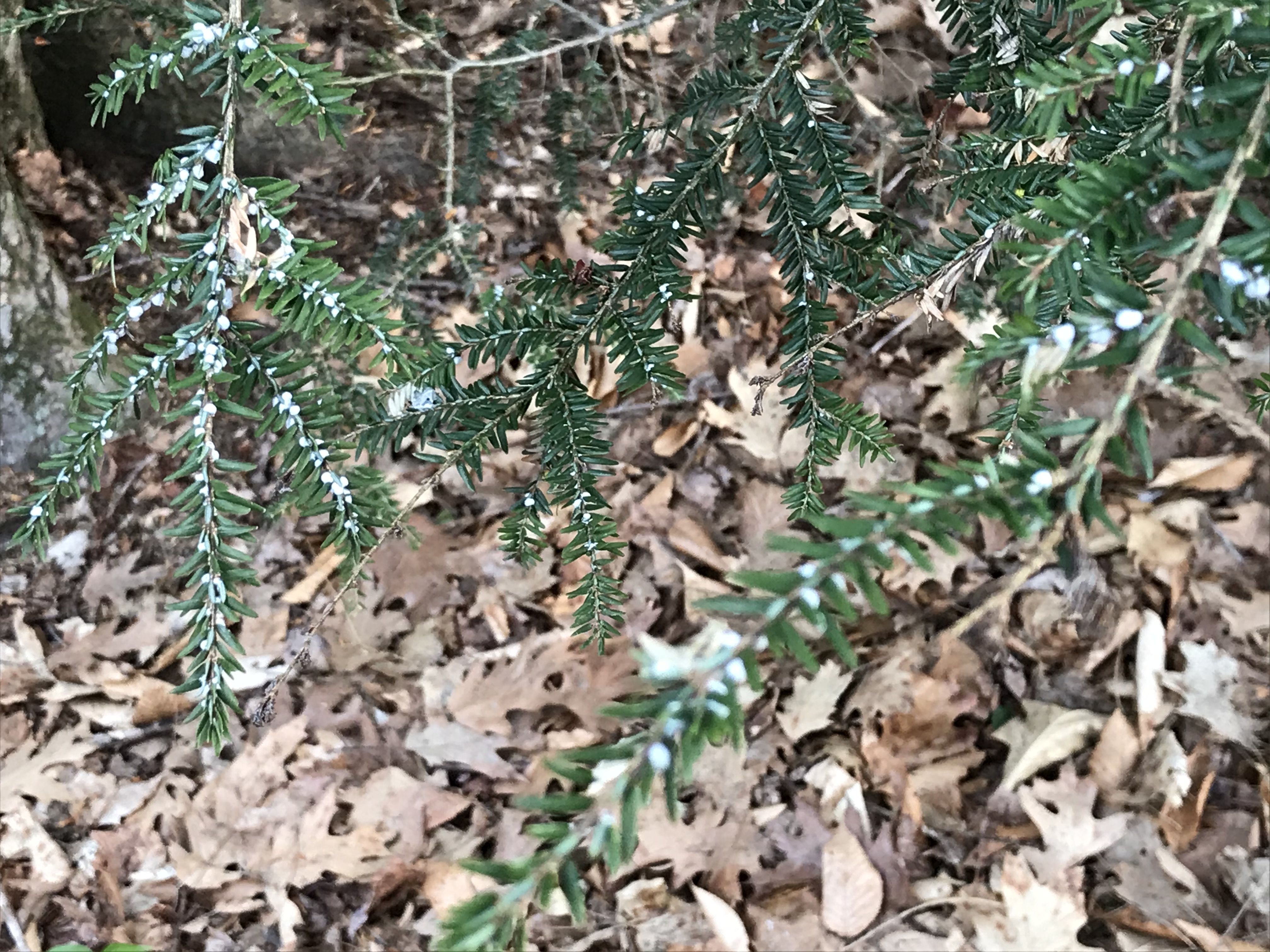 Eastern hemlock tree infestation - mlive.com