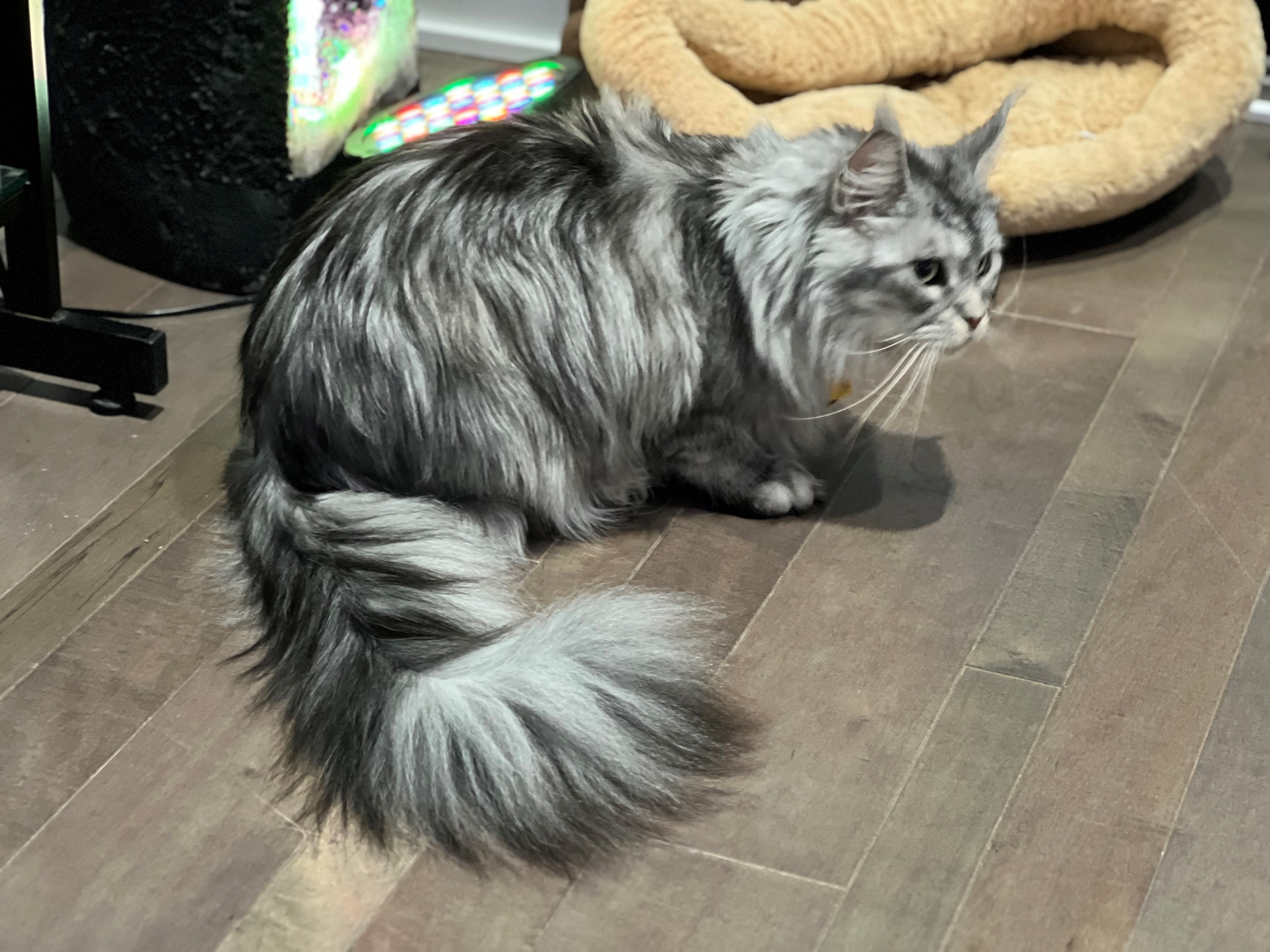 World's Tallest living domesticated cat lives in Michigan - mlive.com