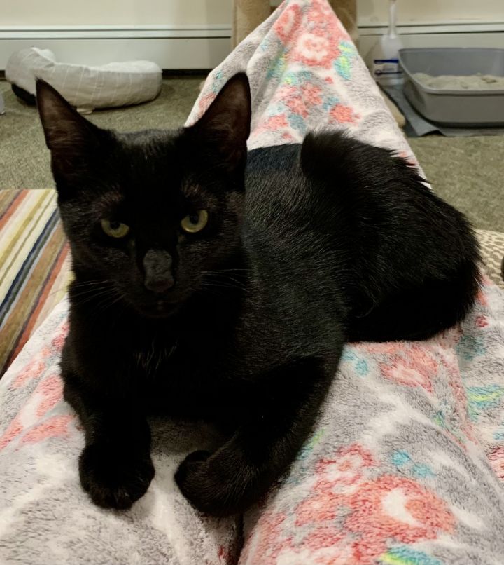 N.J. pets in need: Dec. 6, 2021 - nj.com