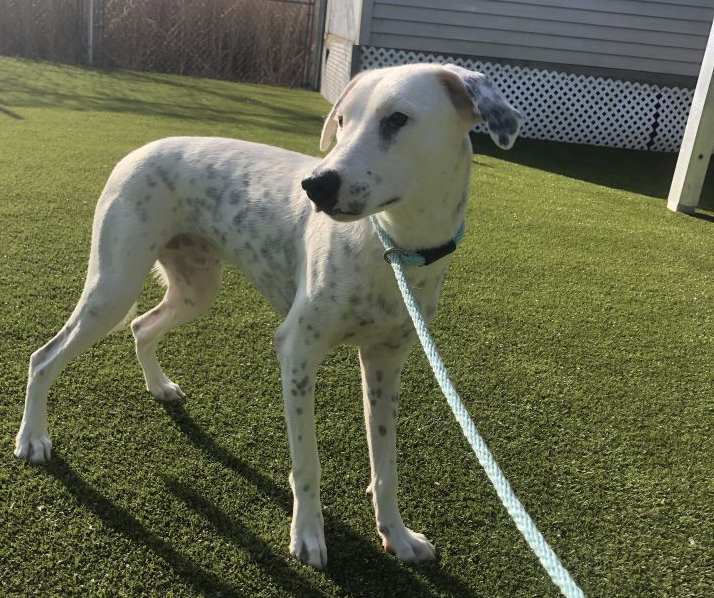 N.J. pets in need: July 5, 2021 - nj.com