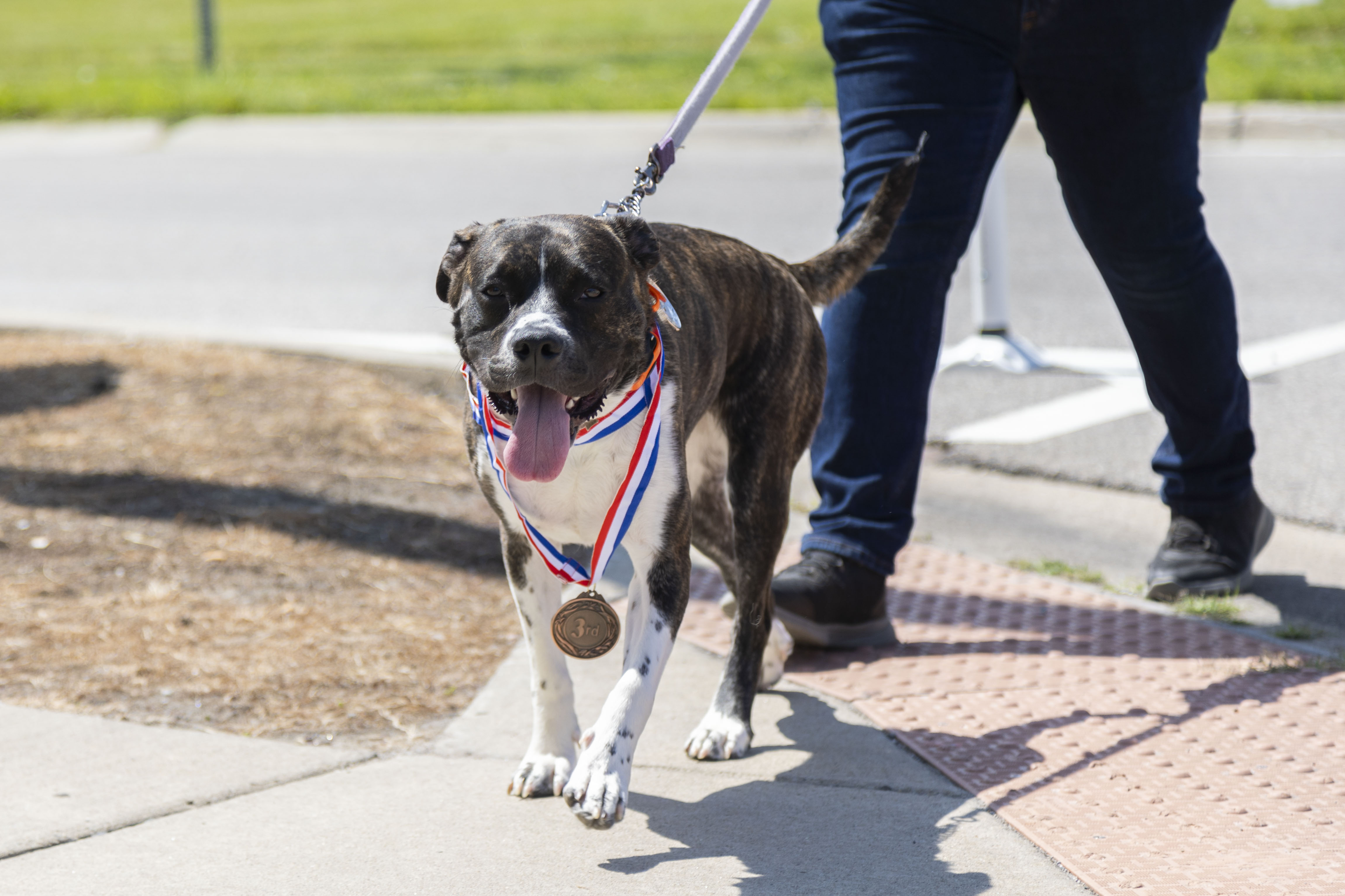 Posh Paws Grooming Boutique hosts first Dog Pageant - mlive.com