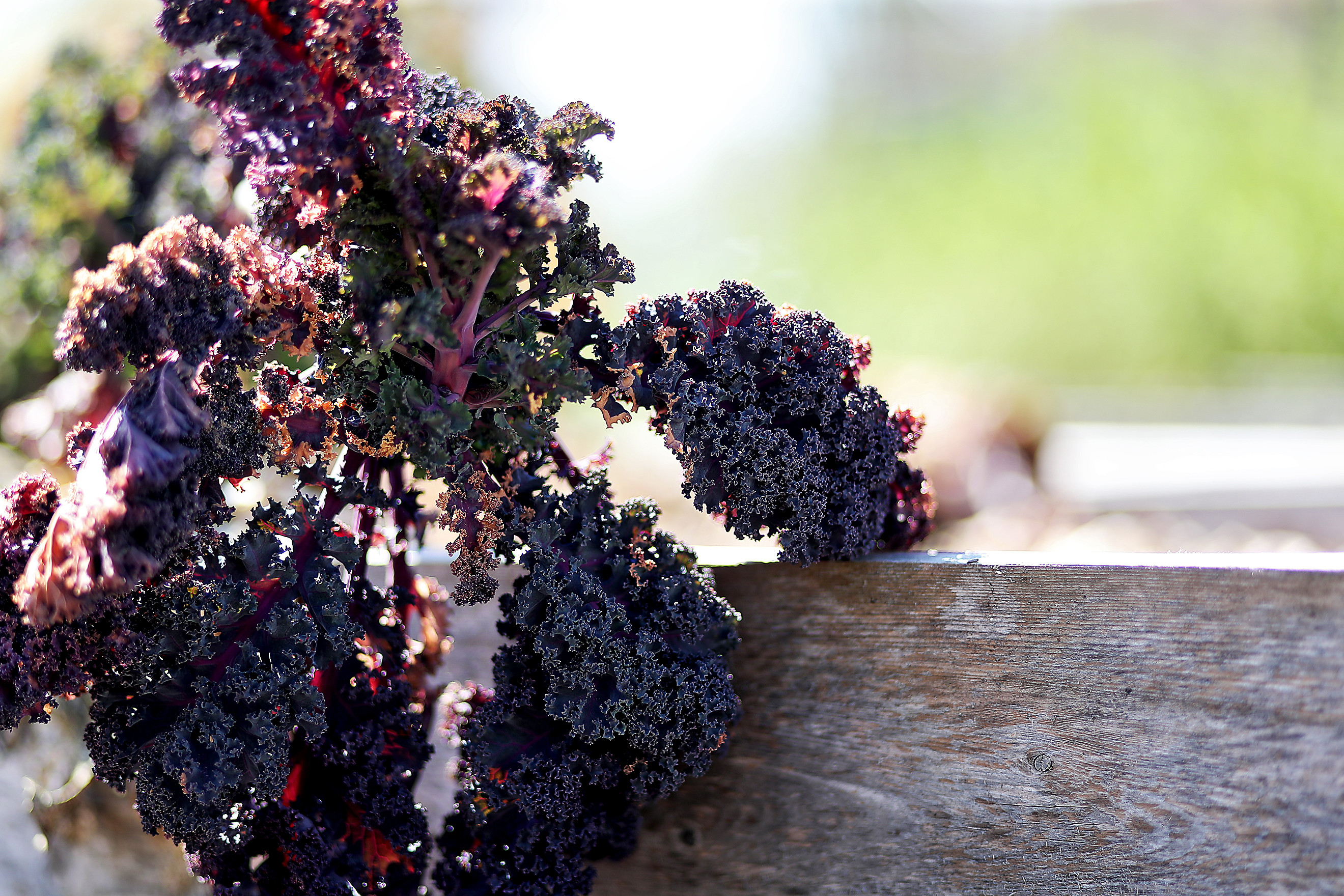 Luke Marion: MIGardener – April 13, 2021 - mlive.com