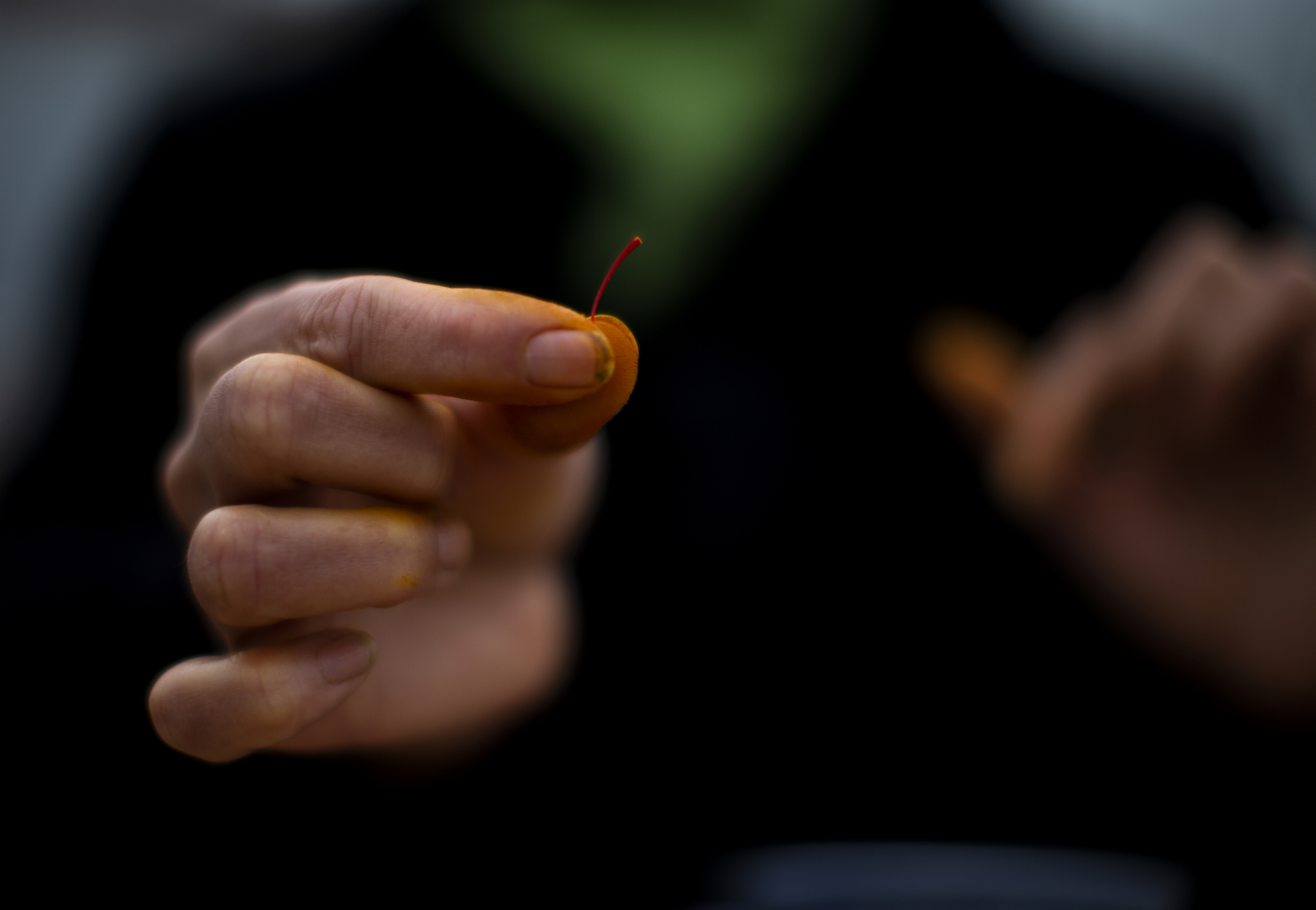 Saffron harvest - oregonlive.com