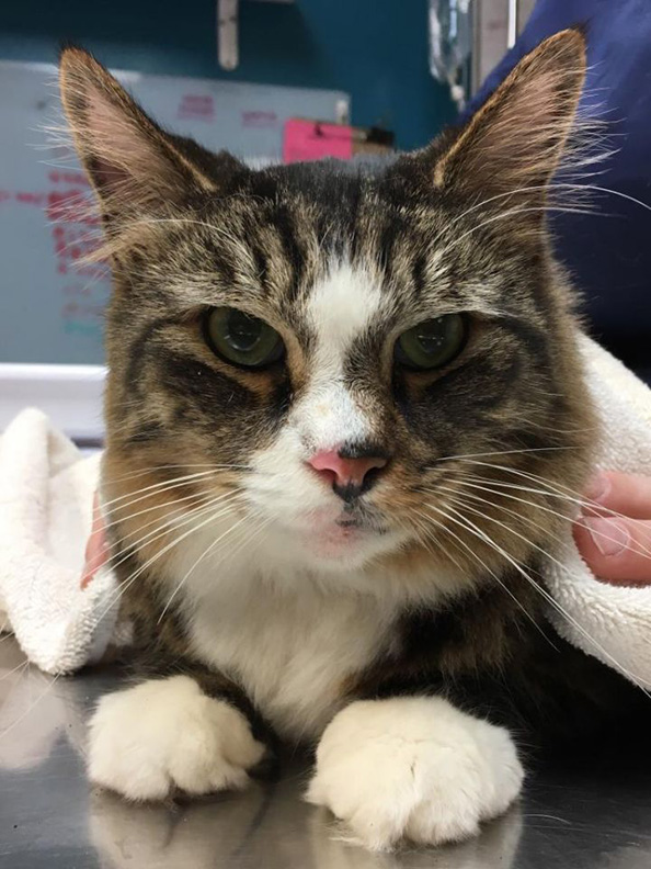 N.J. pets in need: March 1, 2021 - nj.com