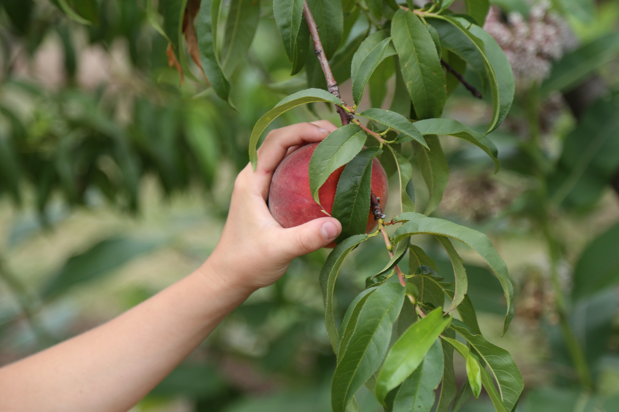 Quarry Hill Orchard in Berlin Heights - cleveland.com