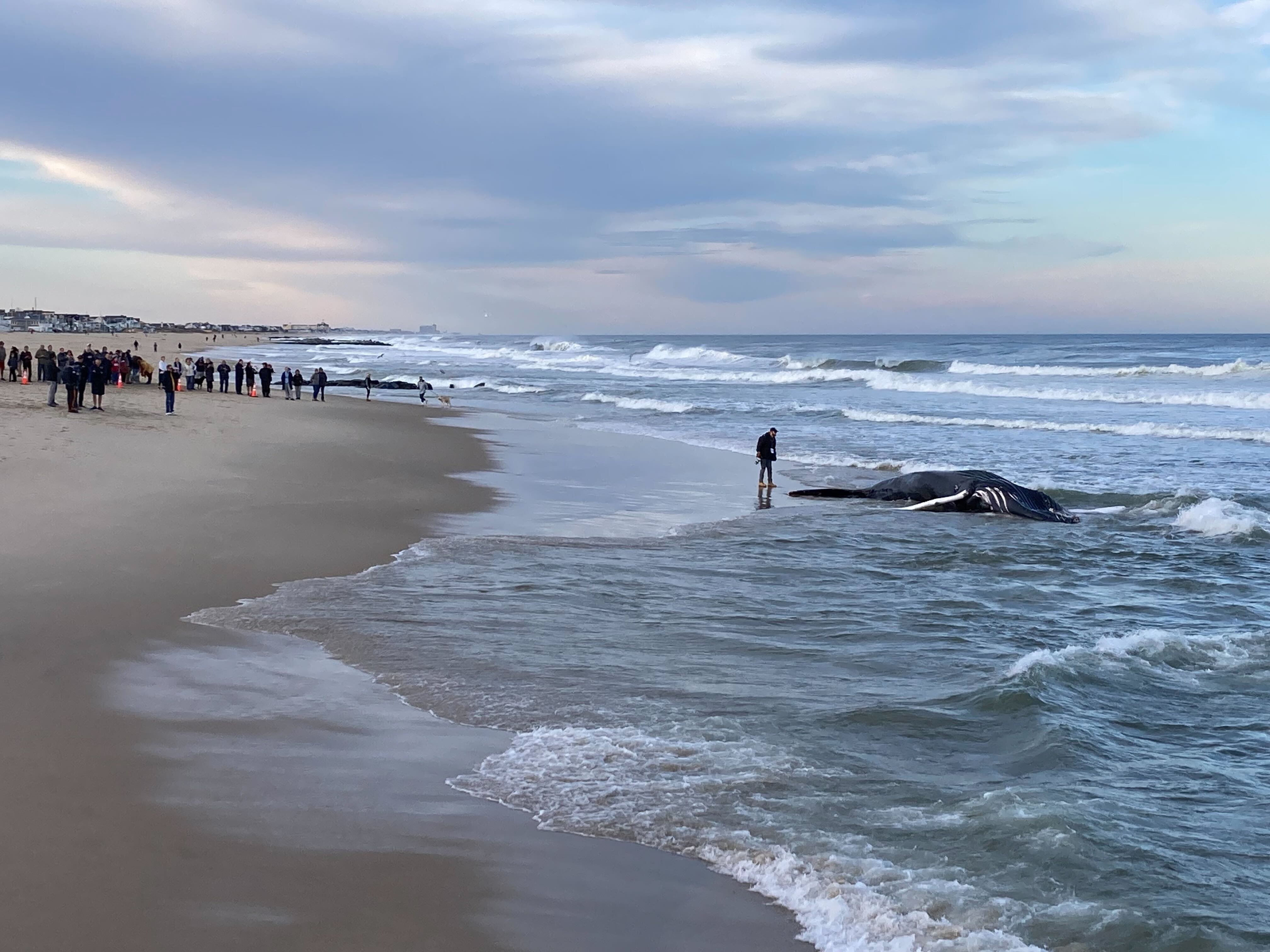 Dead whale washes up in Manasquan, Feb. 13, 2023 - nj.com