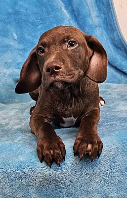 Celebrations, warm weather, family, and friends; add an adoptable pet ...