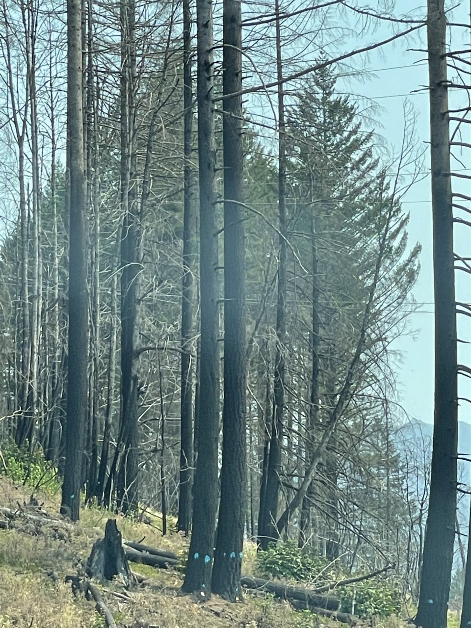 Oregon wildfires -- Santiam Canyon - August 2021 - oregonlive.com