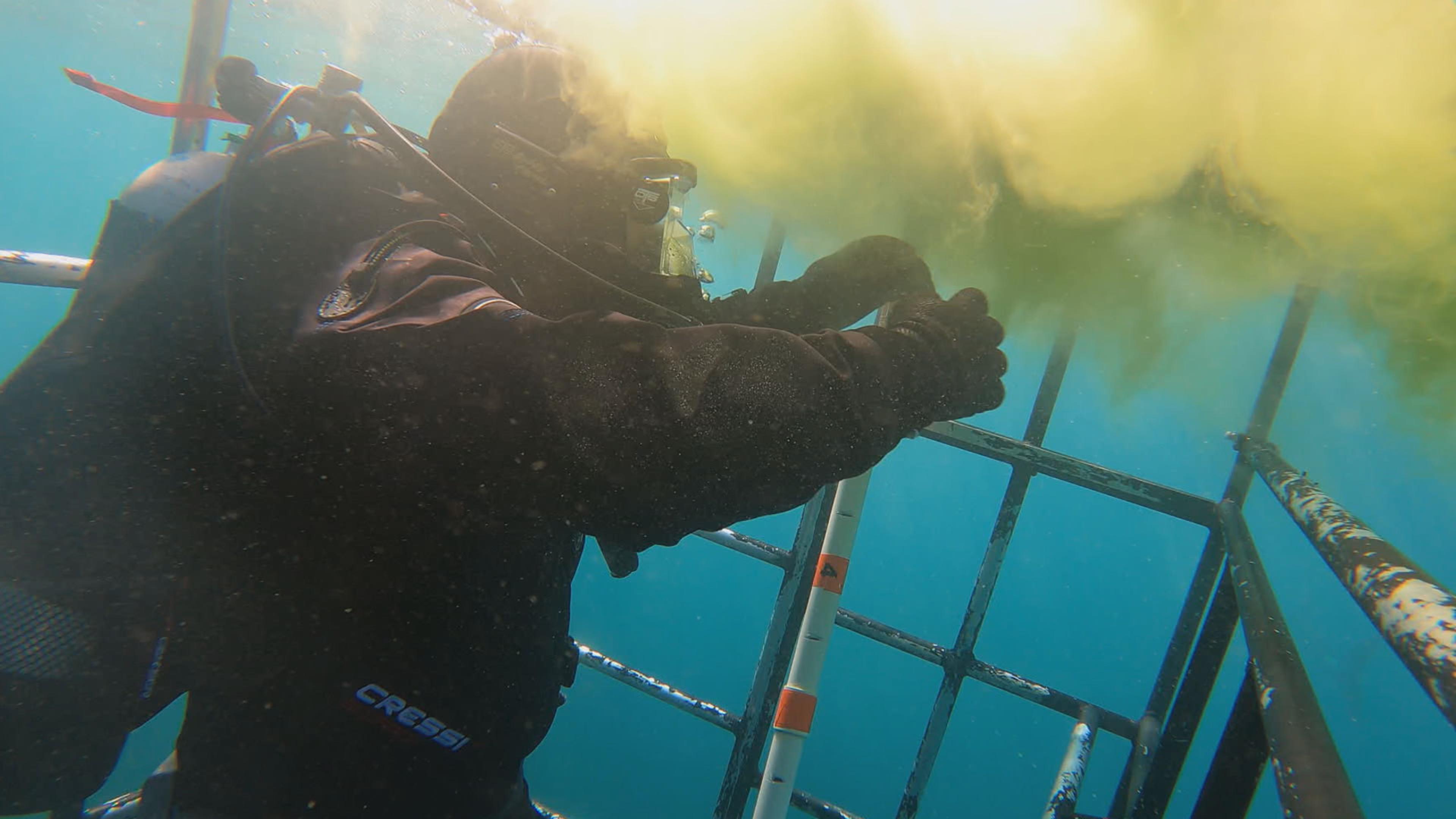 Shark Week: See these incredible photos of sharks from Discovery ...